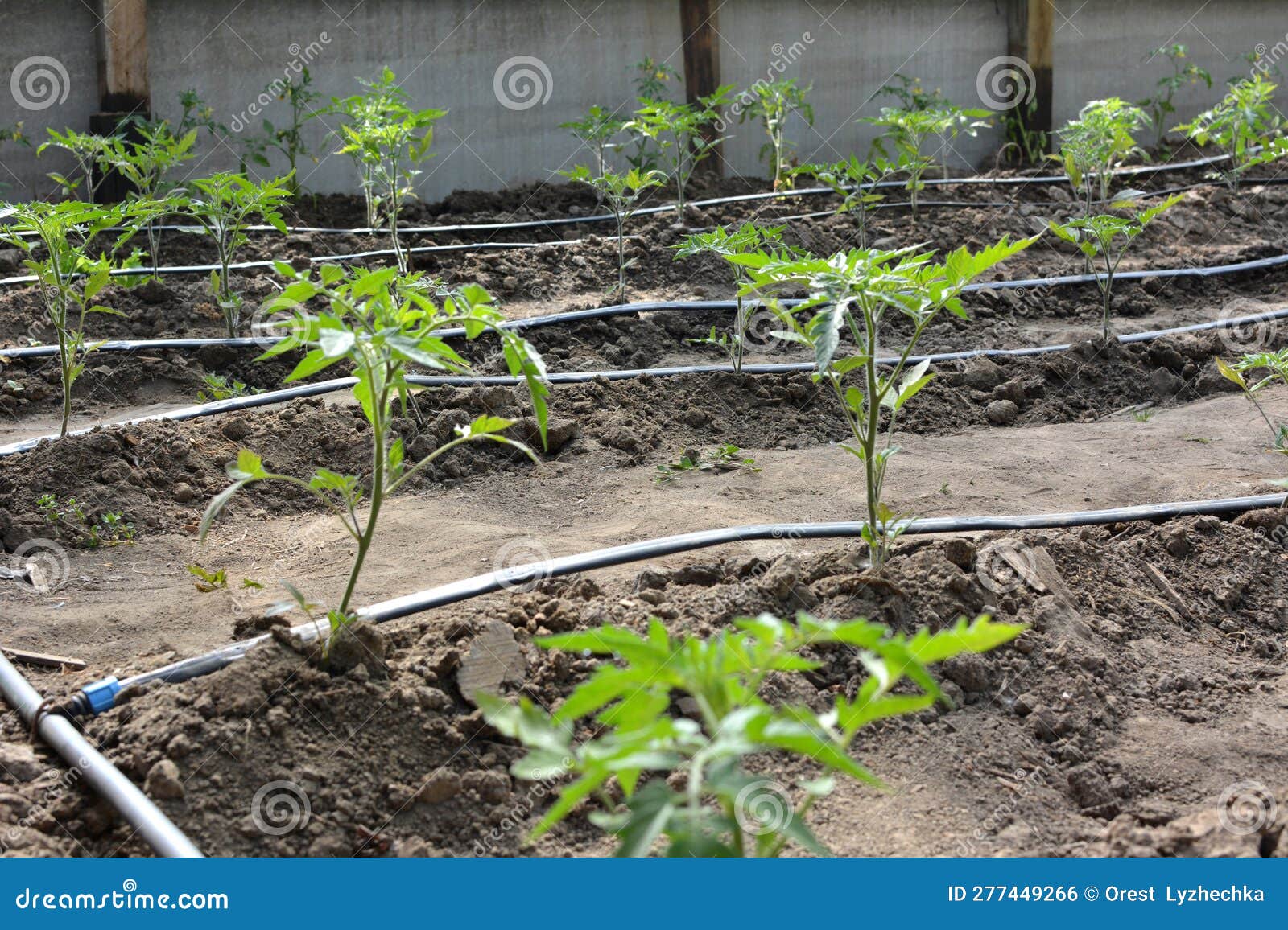 Greenhouse with Drip Irrigation when Growing Tomatoes Stock Photo ...