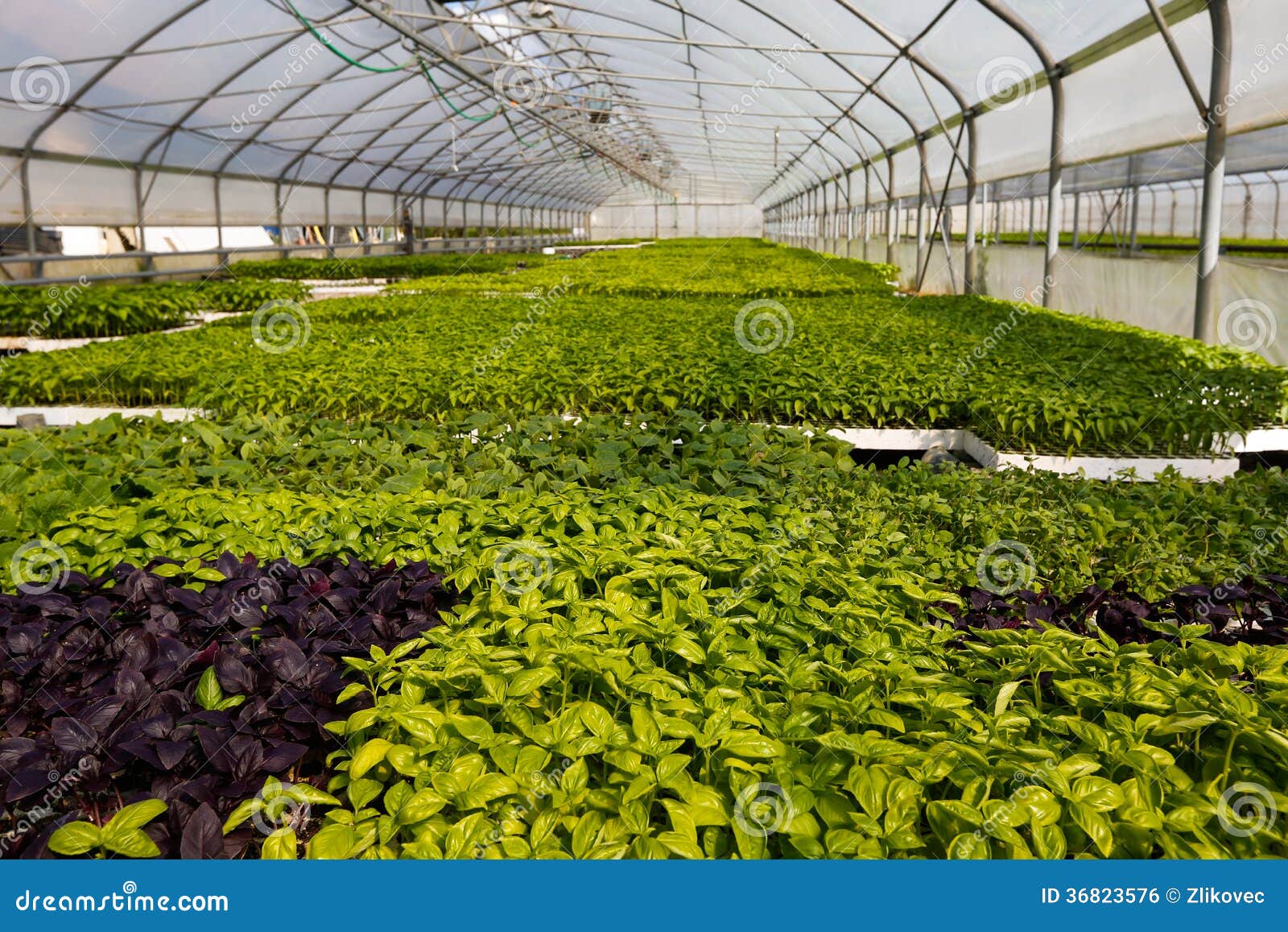Greenhouse On A Farm For Food Production Stock Photo | CartoonDealer ...