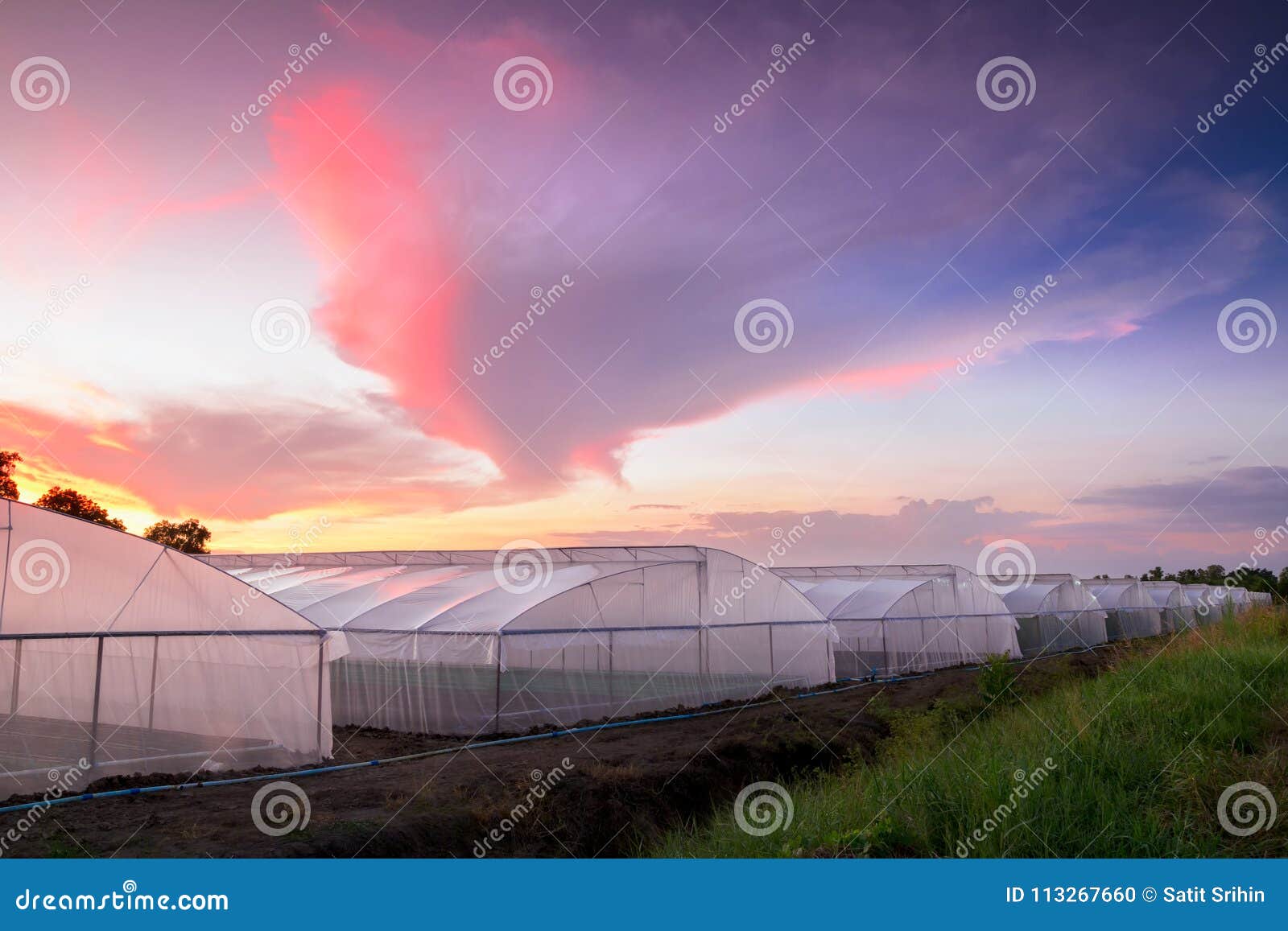 Greenhouse in Farm at Sunset Stock Photo - Image of warm, greenhouse ...