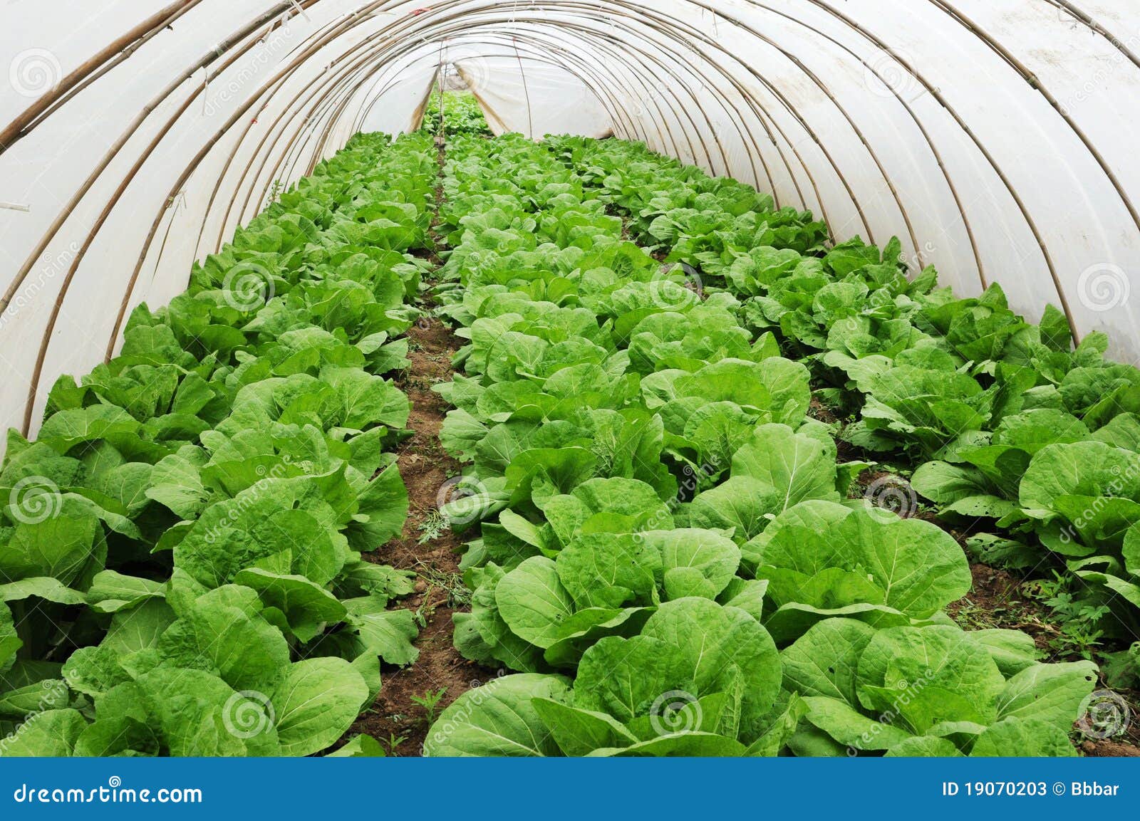 Greenhouse farming stock image. Image of holding, garden - 19070203