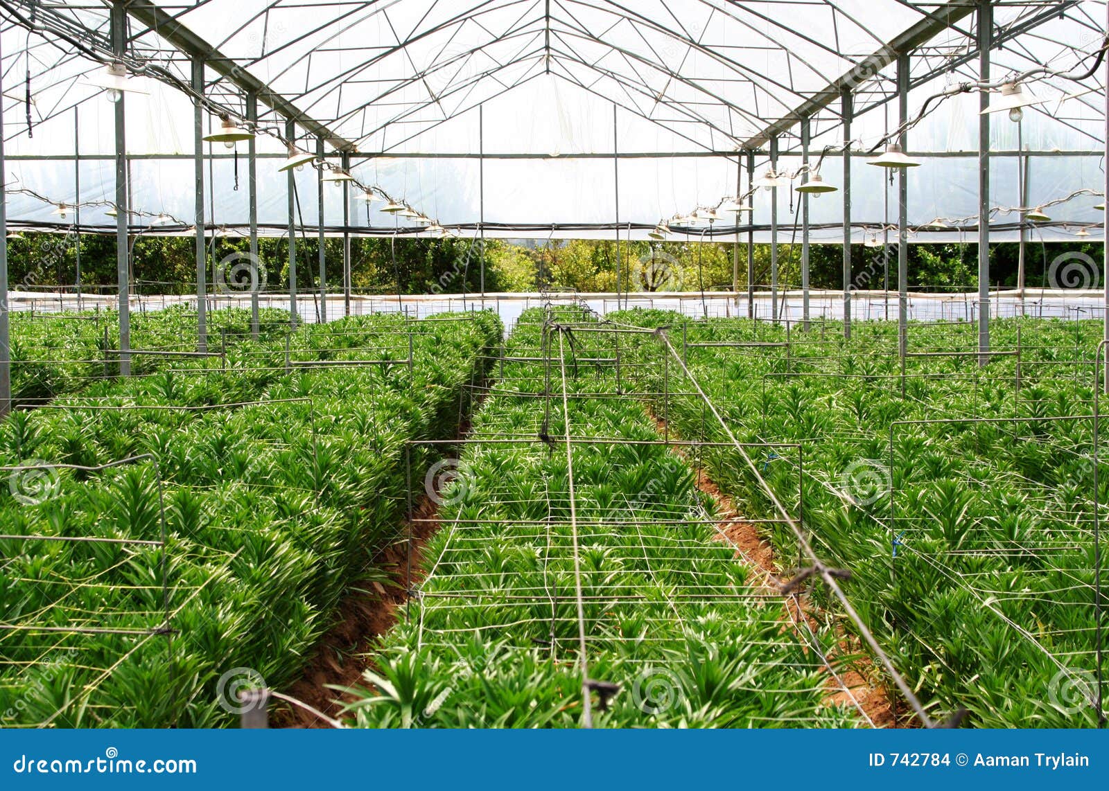 Greenhouse farming stock photo. Image of product, culture - 742784