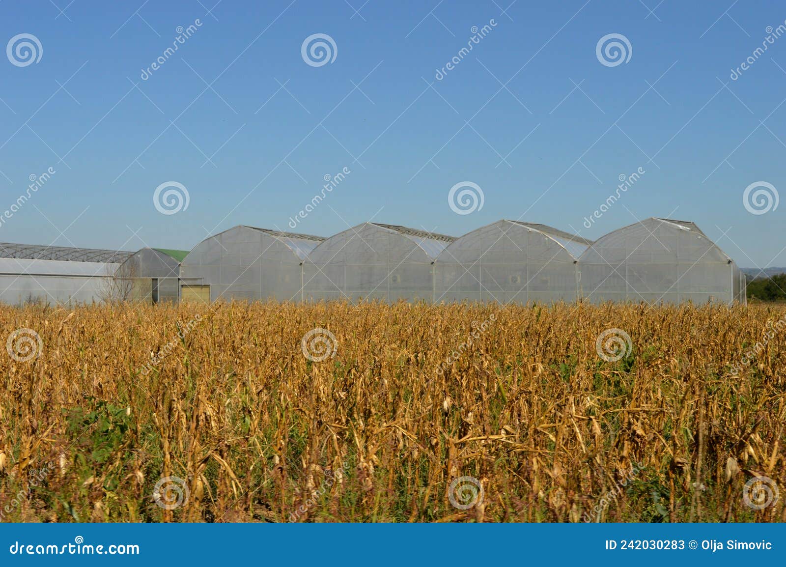 Greenhouse Corn Rows In Pots Royalty-Free Stock Photo | CartoonDealer ...