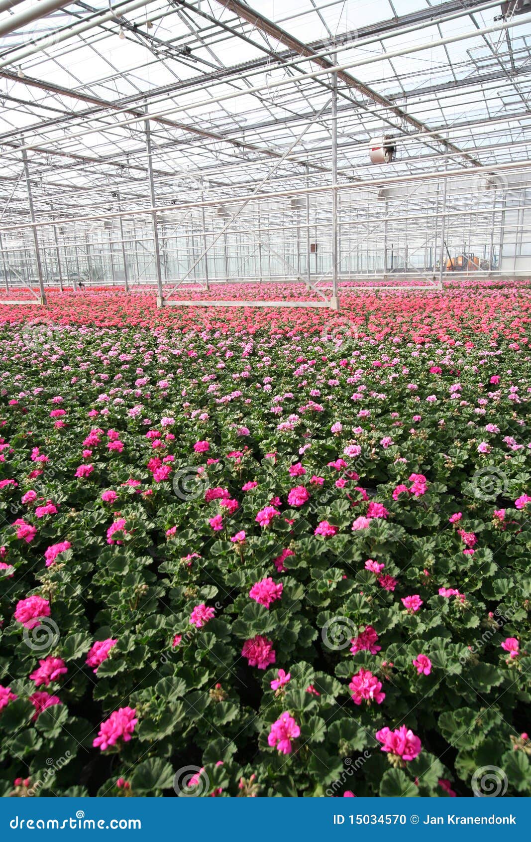 Greenhouse Flowers stock photo. Image of heater, dutch - 15034570