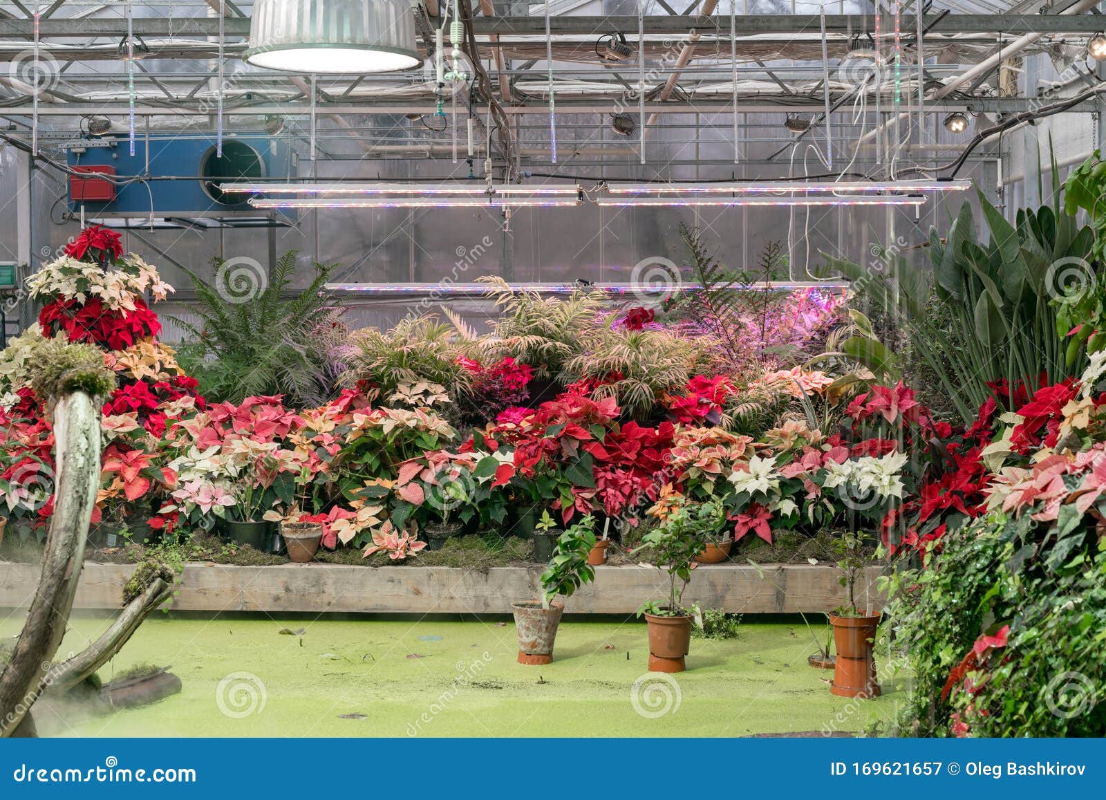 Greenhouse for Flowers in Winter Time Stock Image - Image of growth ...