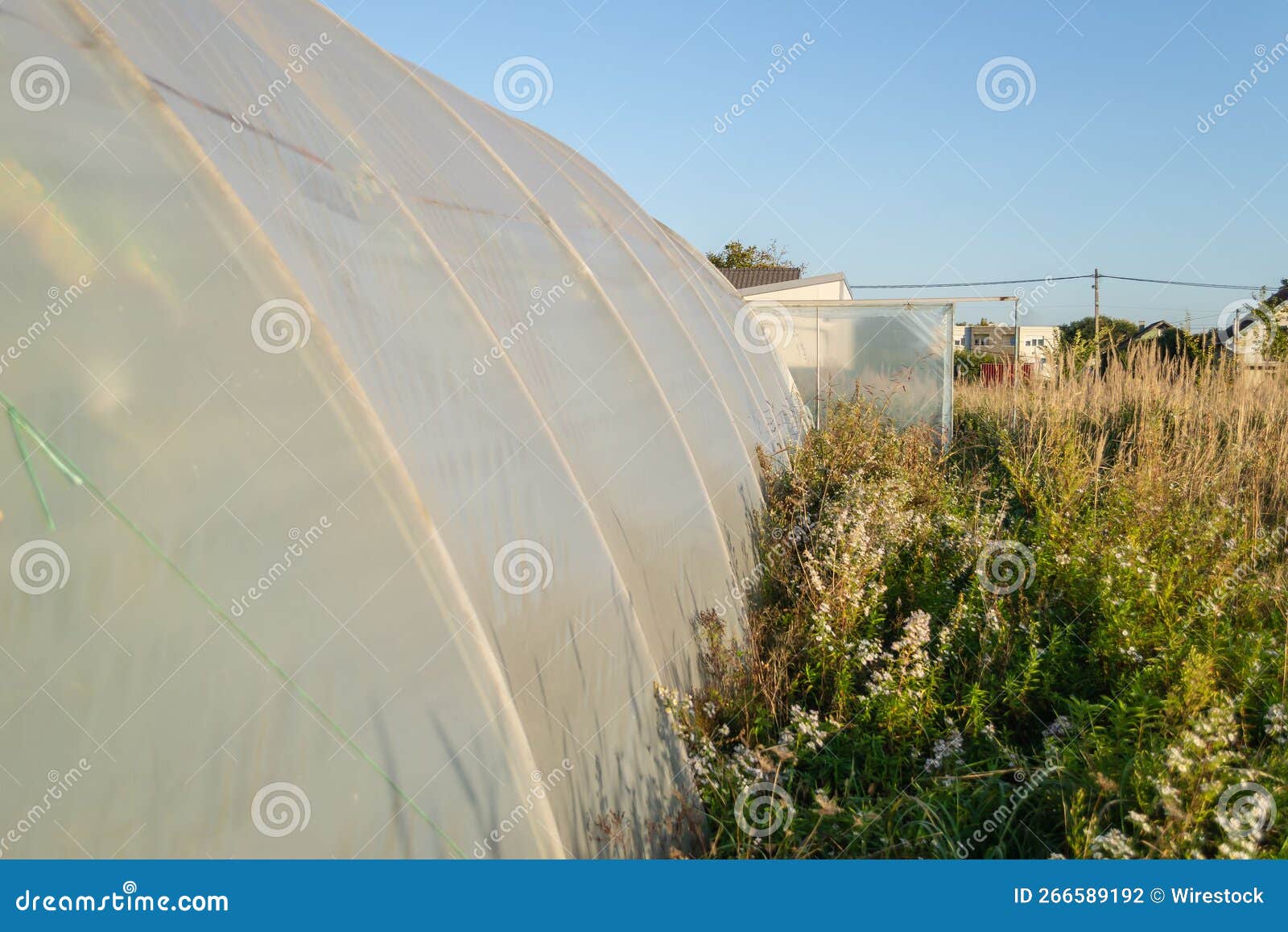 Greenhouse with Fresh Vegetables in the Green Countryside Stock Photo ...