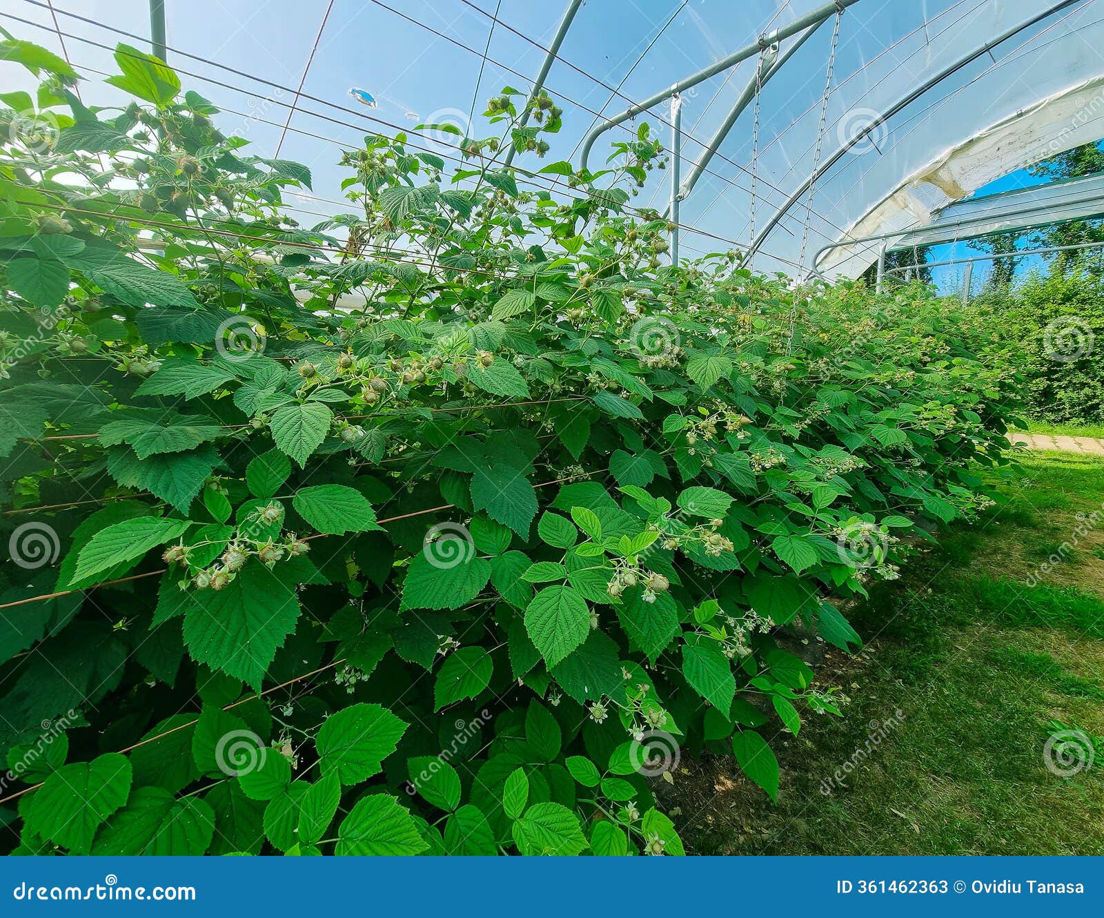 A Greenhouse Full of Green Raspberry Plants Stock Image - Image of ...