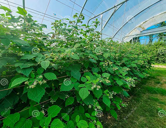 A Greenhouse Full of Green Raspberry Plants Stock Image - Image of ...