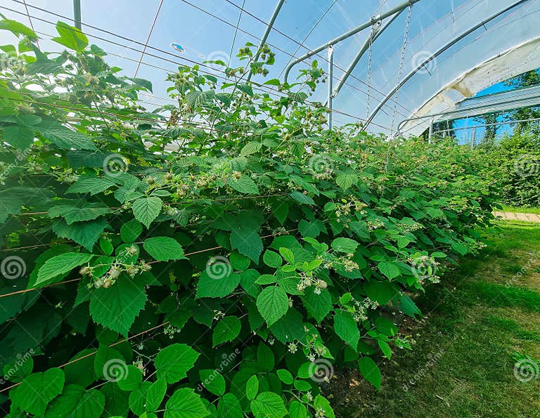A Greenhouse Full of Green Raspberry Plants Stock Image - Image of ...