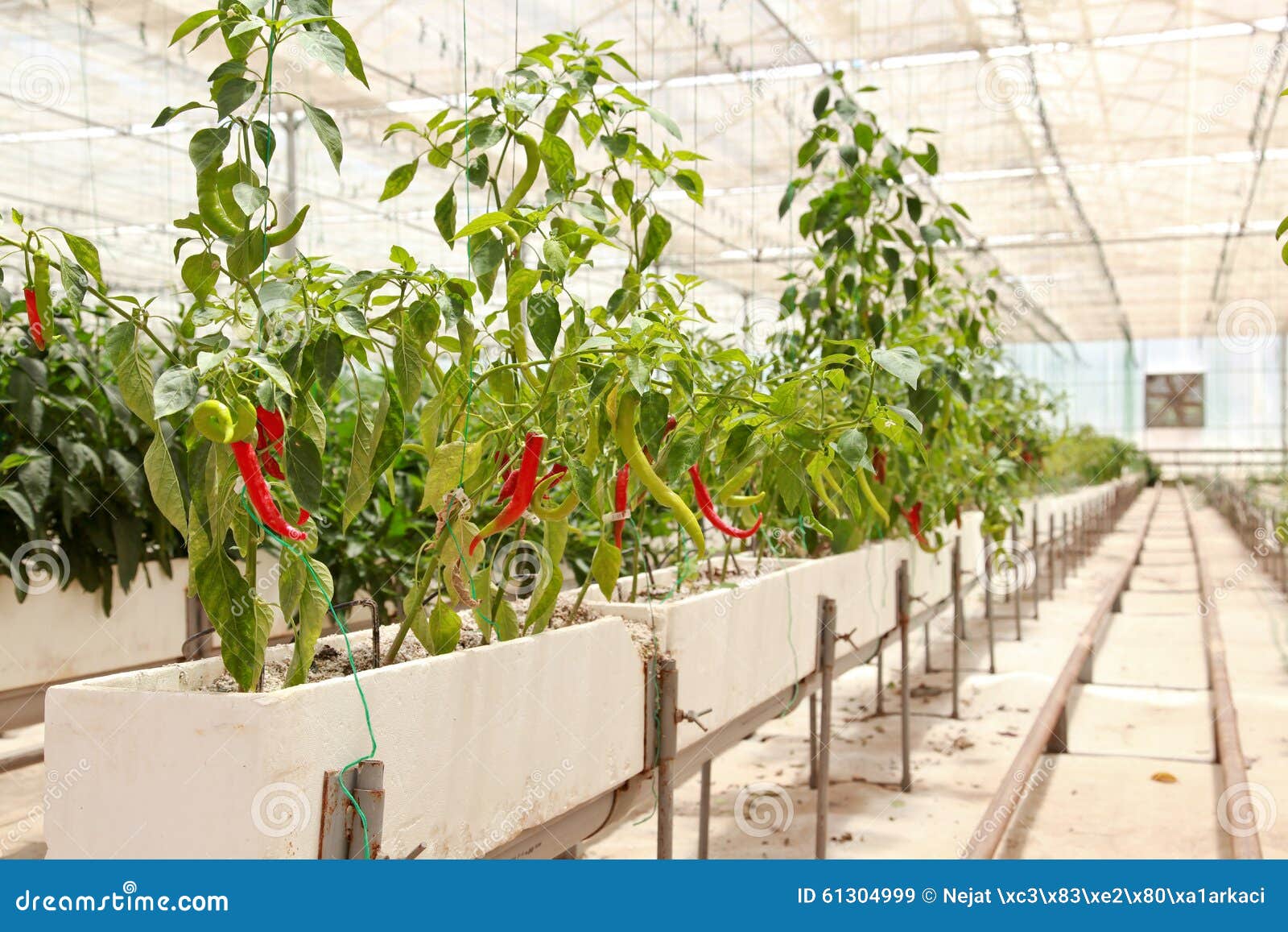 Greenhouse stock image. Image of vegetables, plantation - 61304999