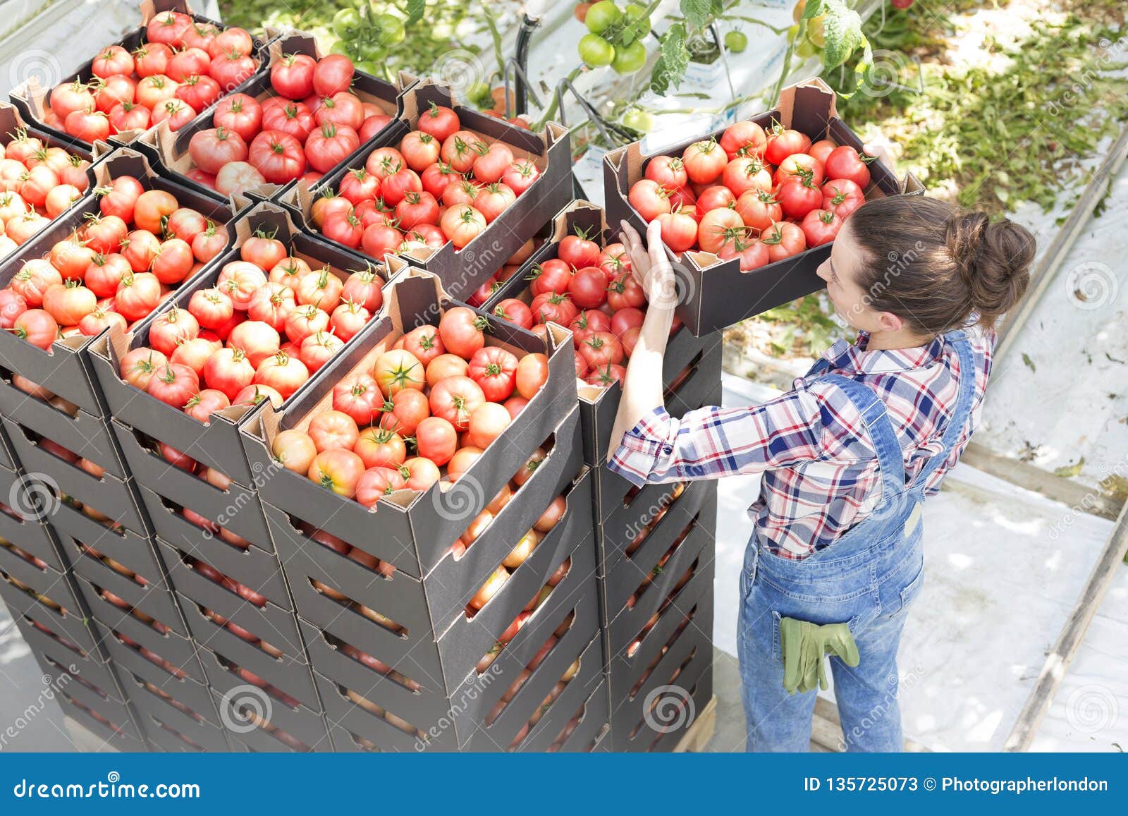 High Angle View of Farmer Stacking Tomato Crates at Greenhouse Stock ...