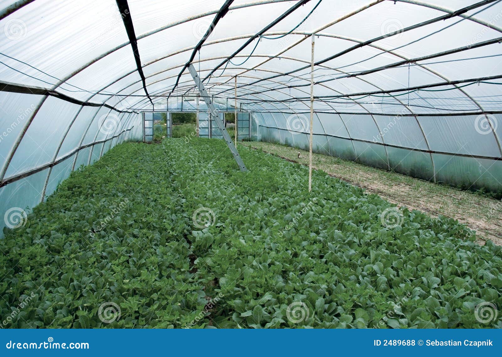 Greenhouse inside stock photo. Image of building, natural - 2489688