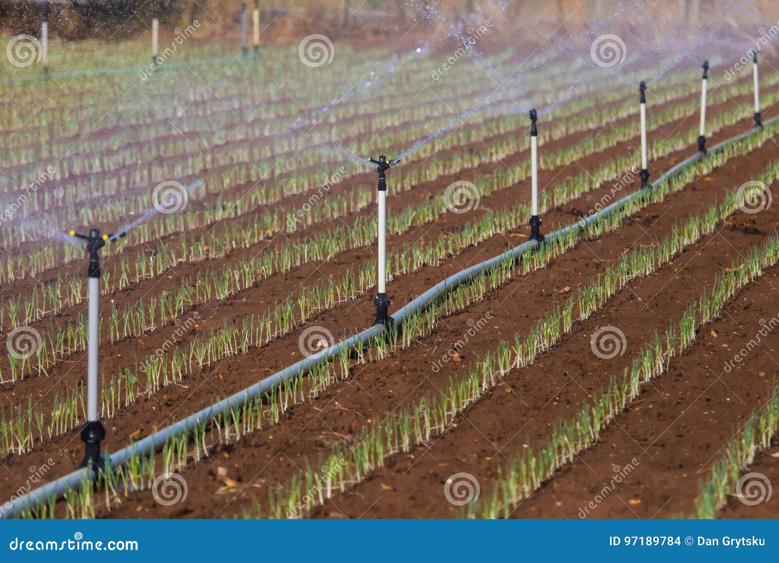 Greenhouse with Leek Field Watering System in Action Stock Photo ...