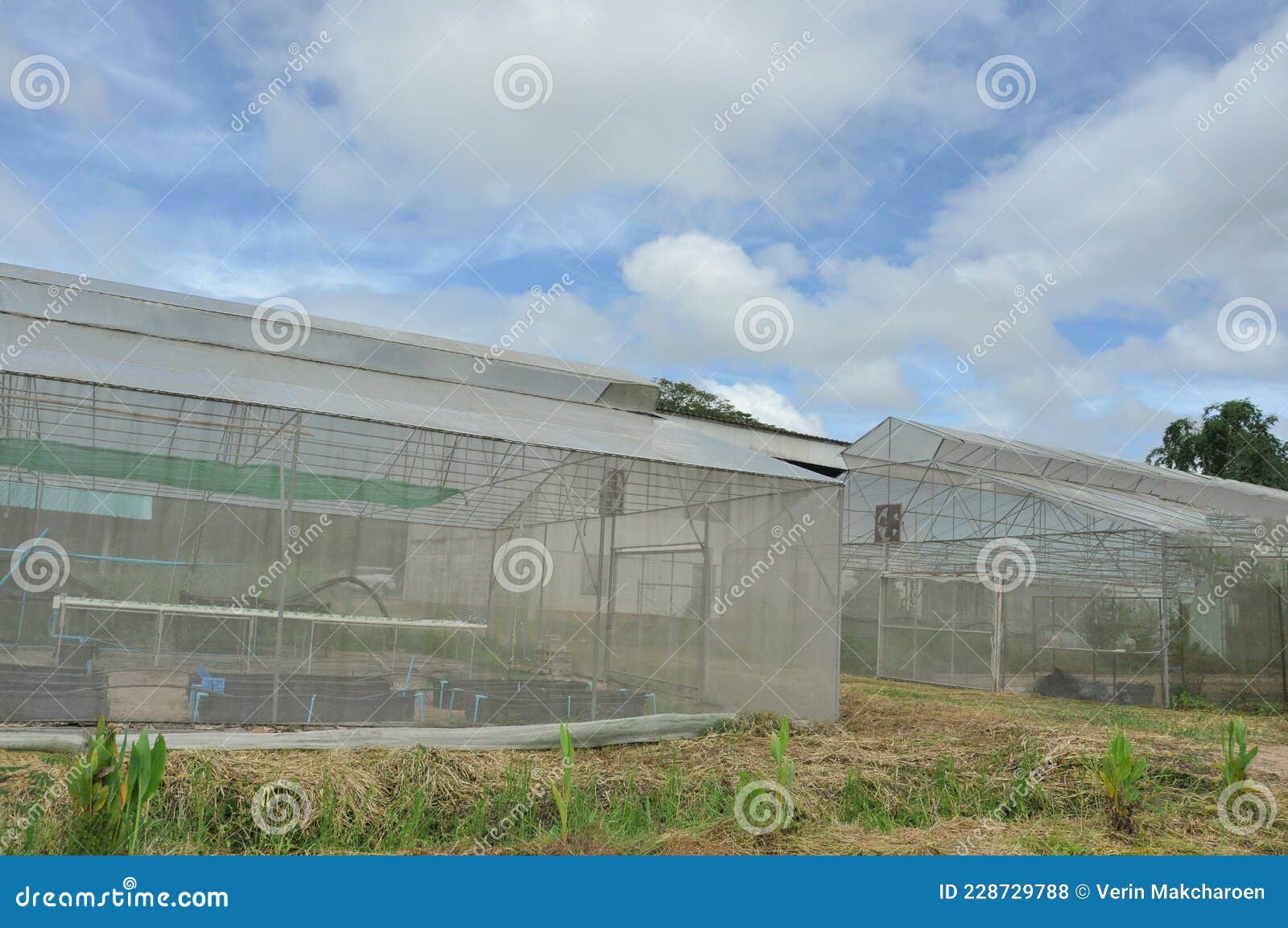 Greenhouse Nursery in the Cultivation Area Stock Photo - Image of grow ...