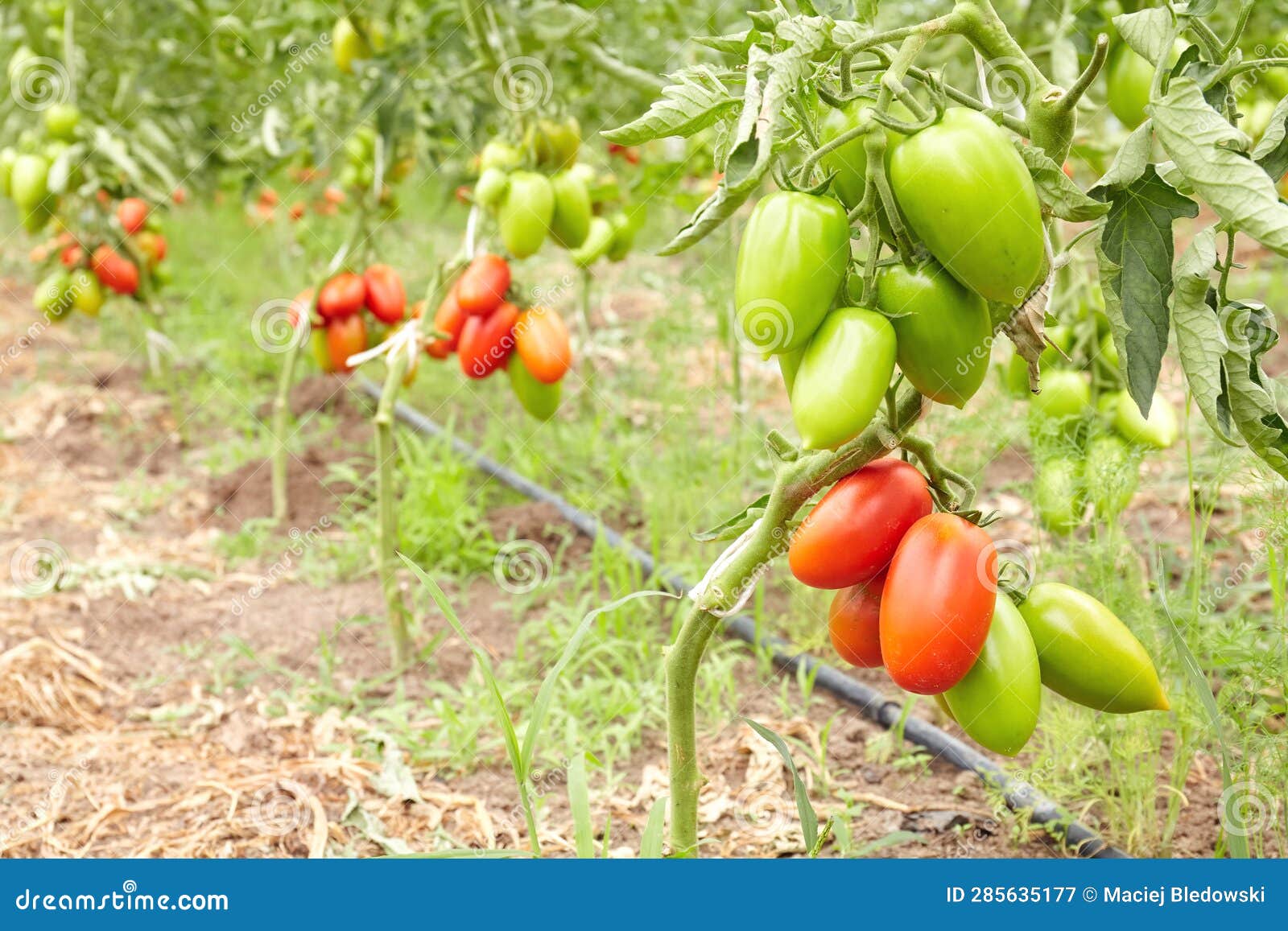 Greenhouse Organic Tomato Farm, Selective Focus Stock Image - Image of ...