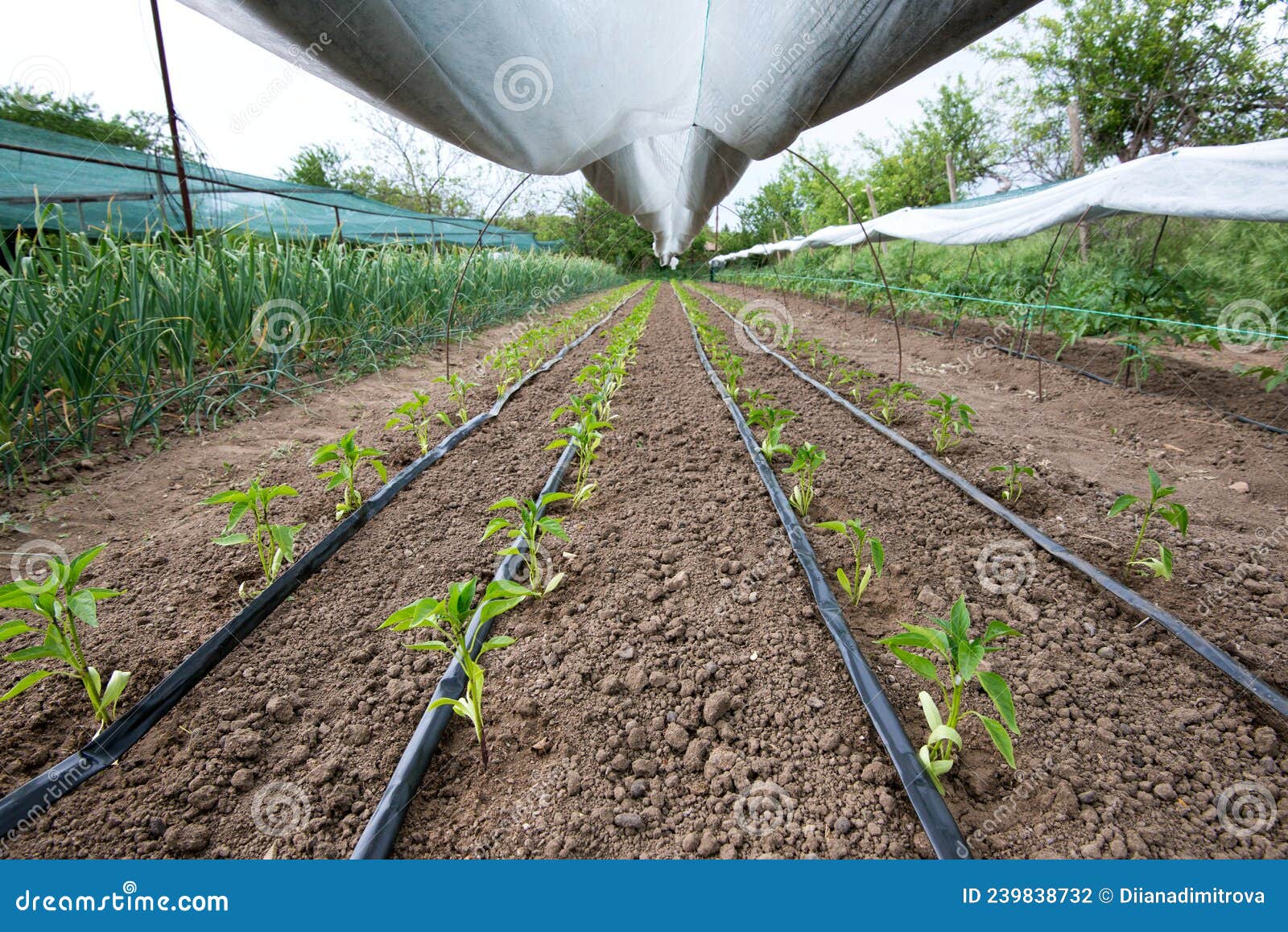 Greenhouse with Pepper Plant and Drip Irrigation System Stock Photo ...