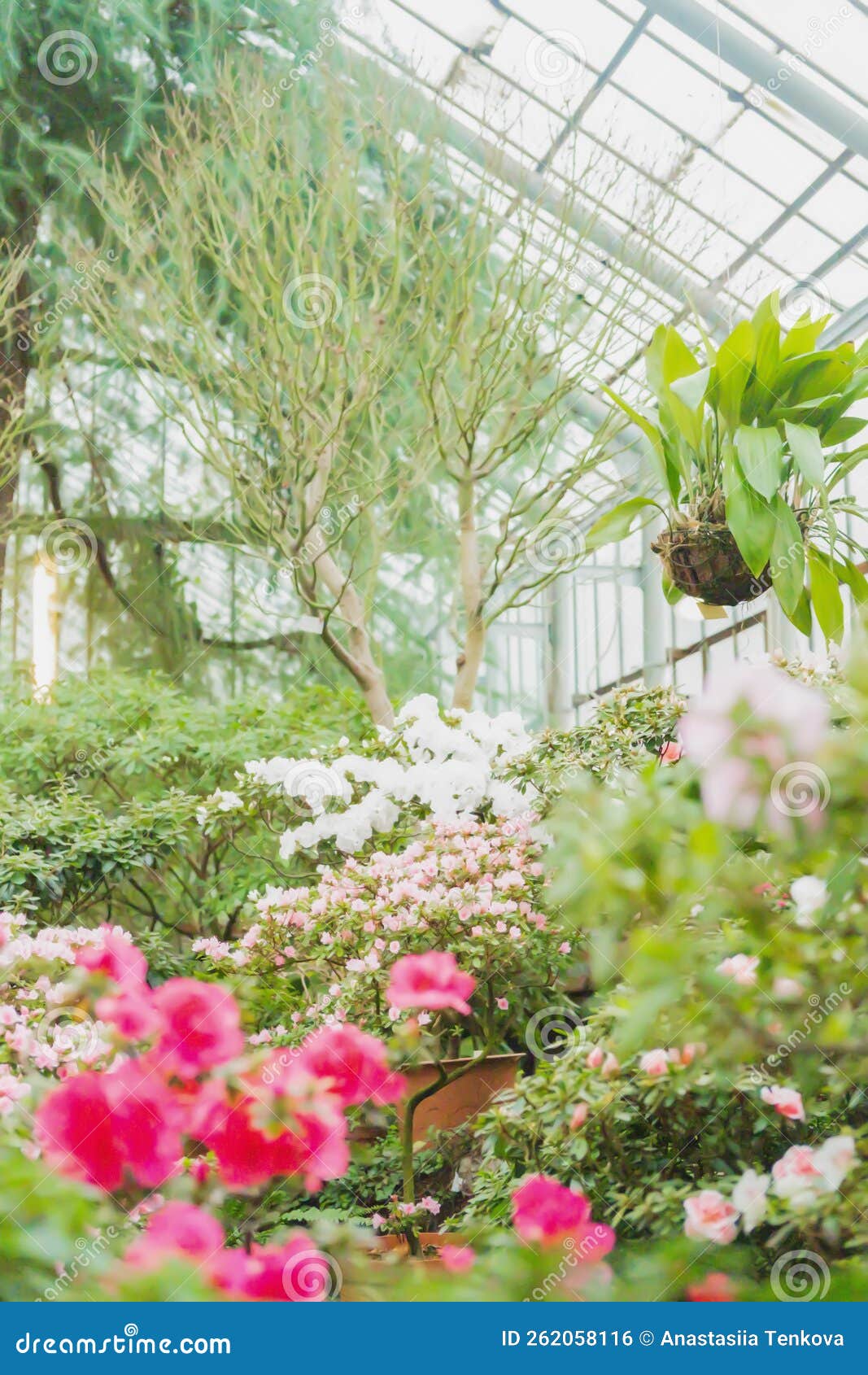 Greenhouse with Pink Flowers Stock Photo - Image of agriculture ...
