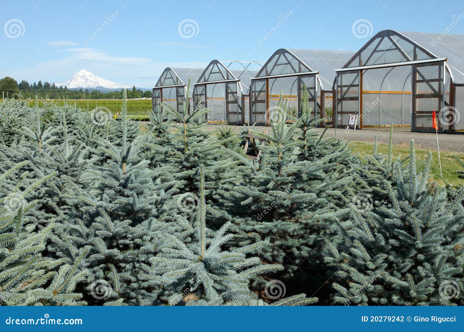 Greenhouse Plant Nursery, Oregon Picture. Image: 20279242