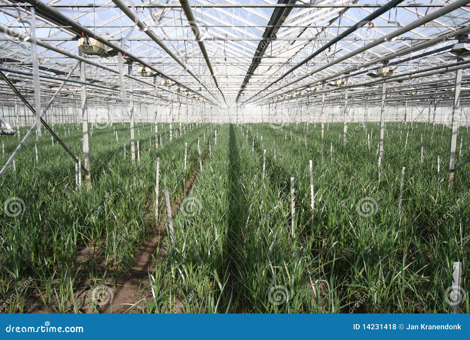 Greenhouse Plants stock photo. Image of greenhouse, production - 14231418