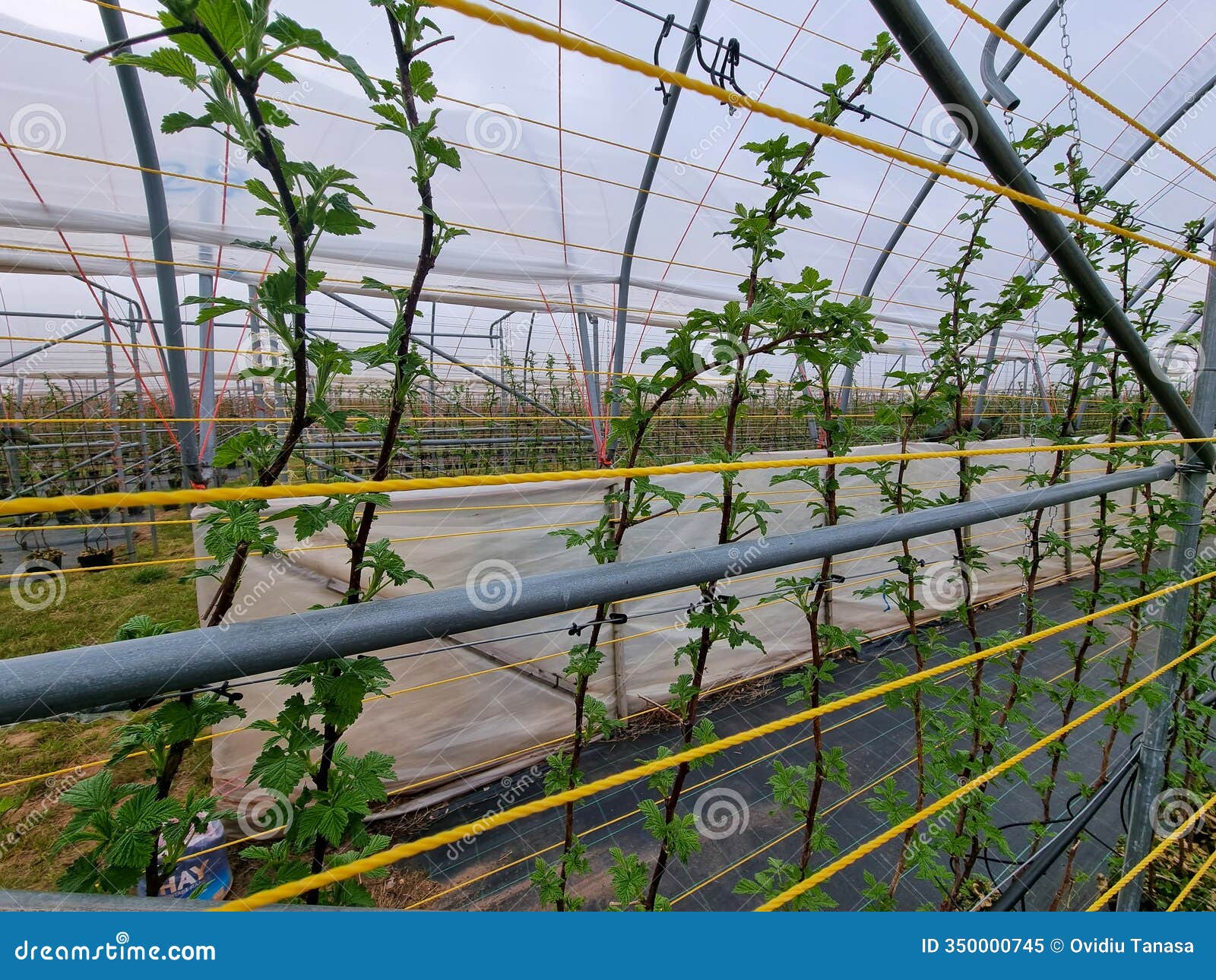 A Greenhouse with Raspberry Plants Growing in it Stock Image - Image of ...
