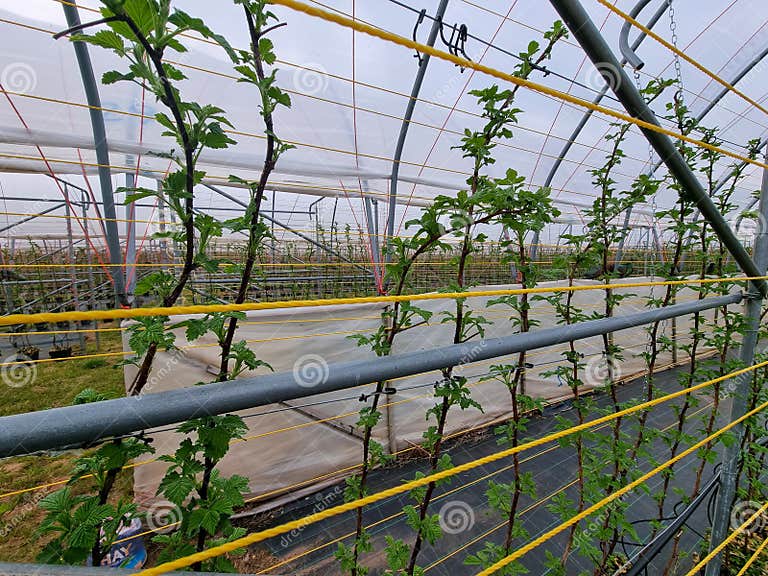 A Greenhouse with Raspberry Plants Growing in it Stock Image - Image of ...