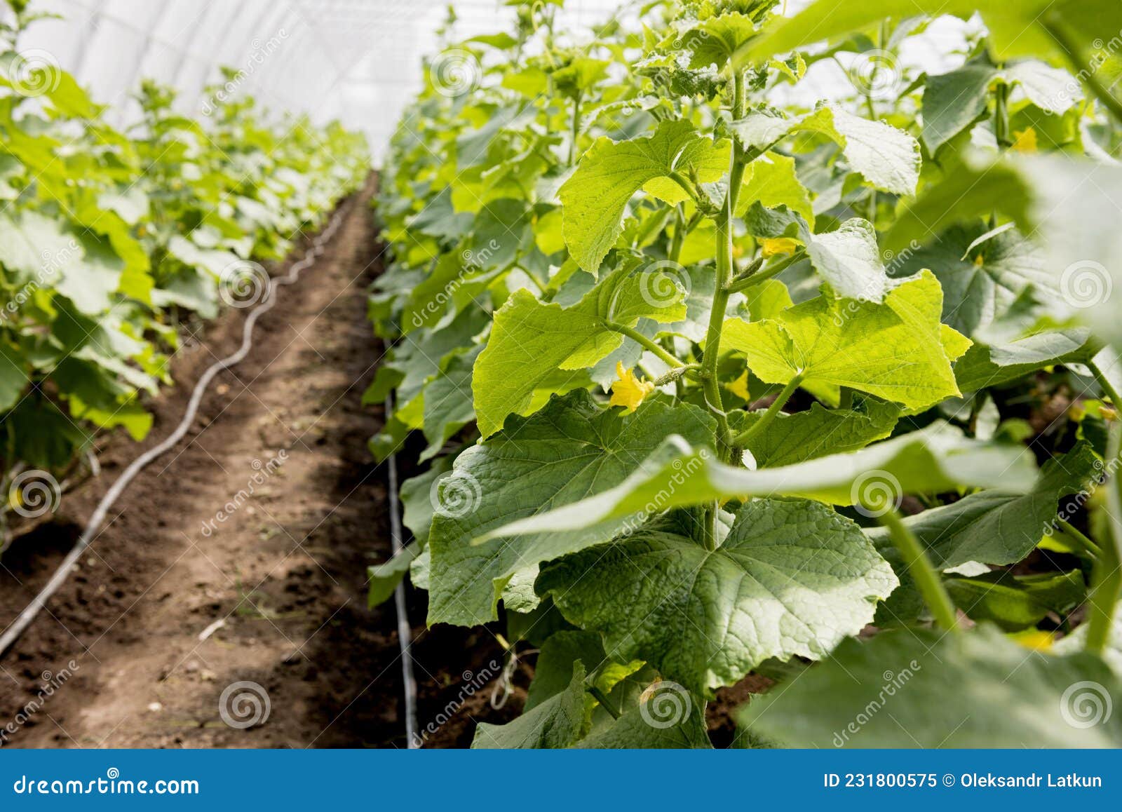 Greenhouse Rows Plants with Flowers. High Quality Photo Stock Image ...