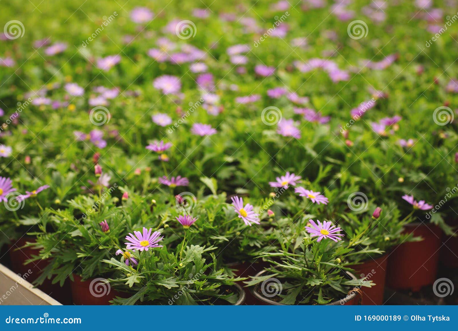 Greenhouse Rows of Purple Chamomile Plants in Springtime, Ready for ...