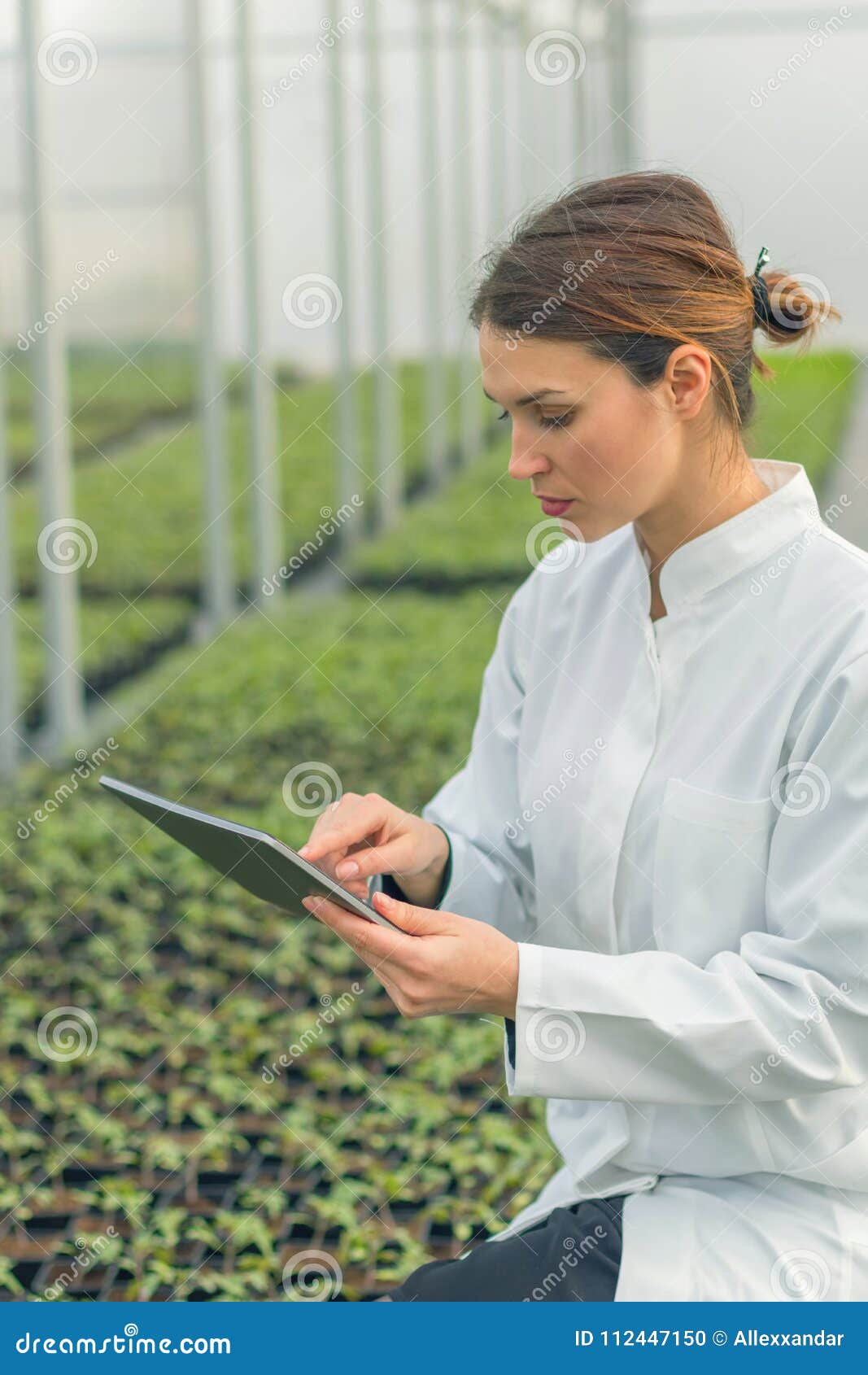 Greenhouse Seedlings Growth. Female Agricultural Engineer Stock Photo ...