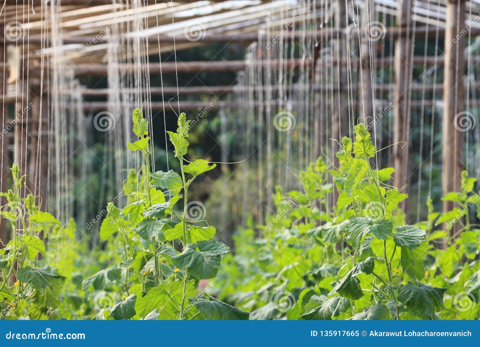 Greenhouse with Simple DIY String Support for Cucumber, Squash and ...