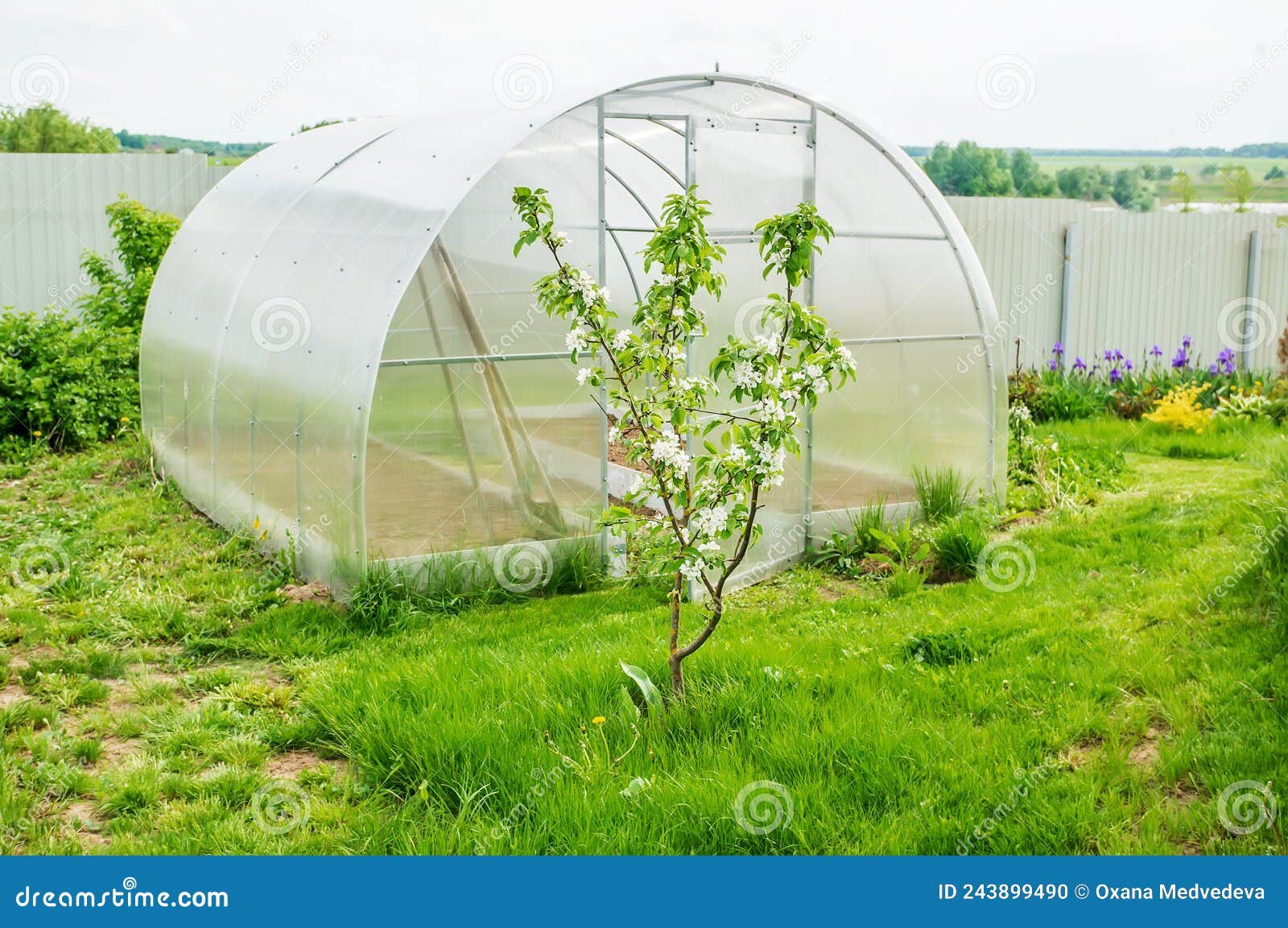 Greenhouse on a Small Farm with Plants in Spring. Greenhouse on the ...