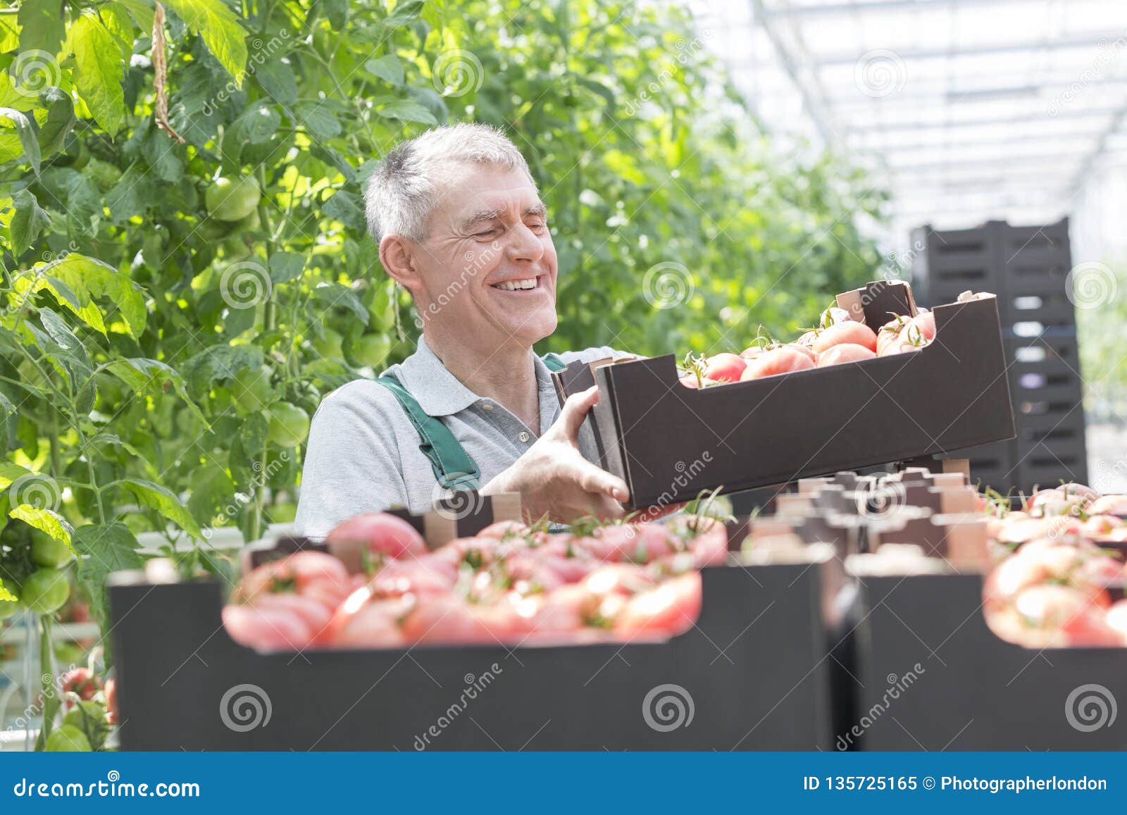 Smiling Senior Farmer Stacking Tomato Crates at Greenhouse Stock Image ...