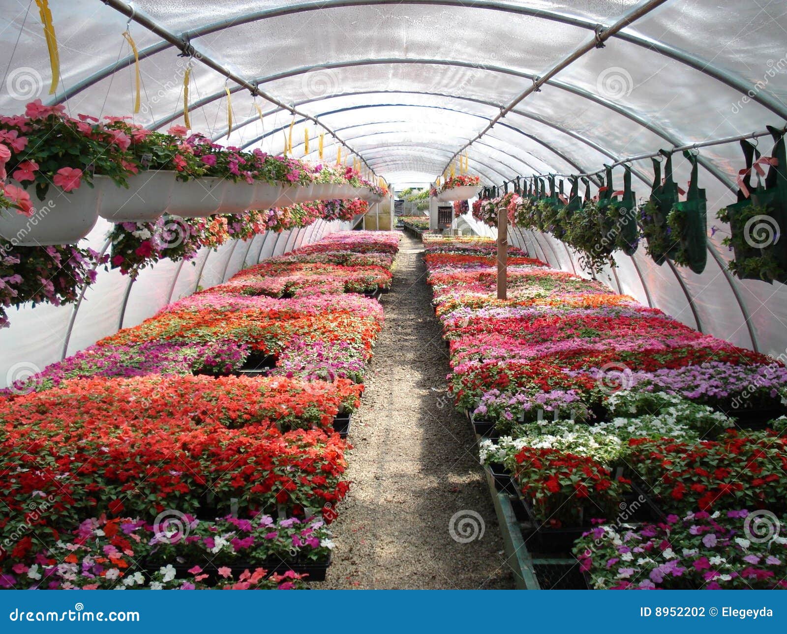 GREENHOUSE SPRING PLANTS stock photo. Image of botanical - 8952202