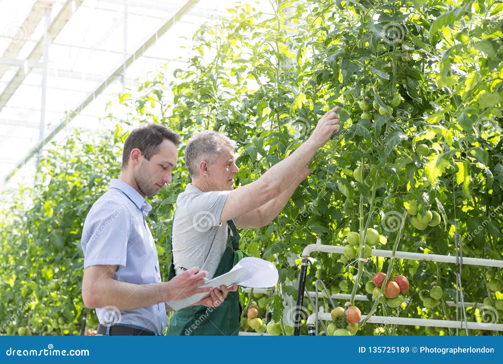 Supervisor Making Report while Farmer Showing Tomatoes in Greenhouse ...