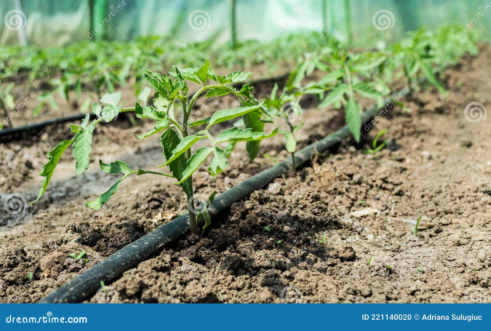 Tomato Plants and Drip Irrigation System Stock Photo - Image of growth ...