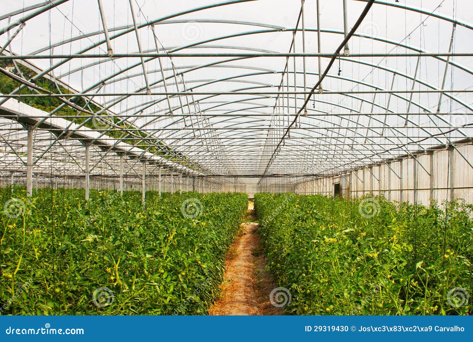 Greenhouse Tomato Production Stock Photo - Image of mature, savory ...