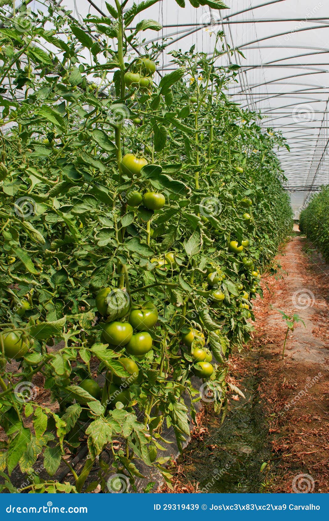 Greenhouse Tomato Production Stock Image - Image of eating, rama: 29319439