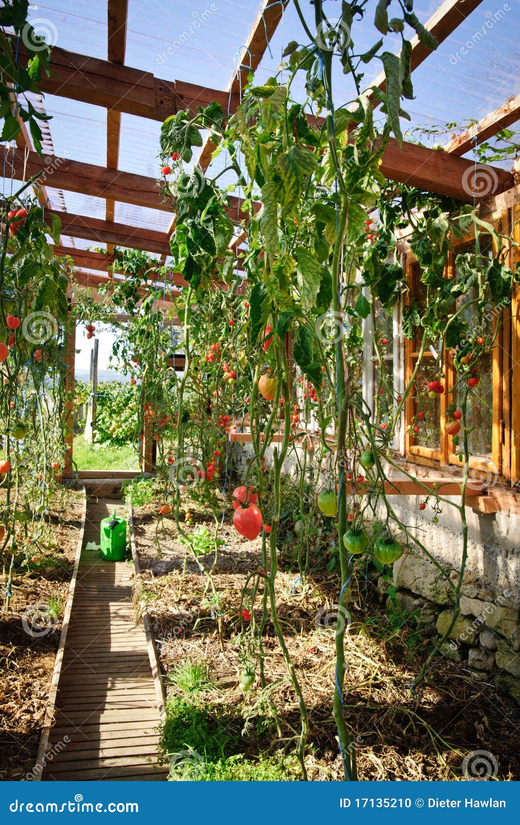 Greenhouse with Tomatoes stock photo. Image of vegetable - 17135210