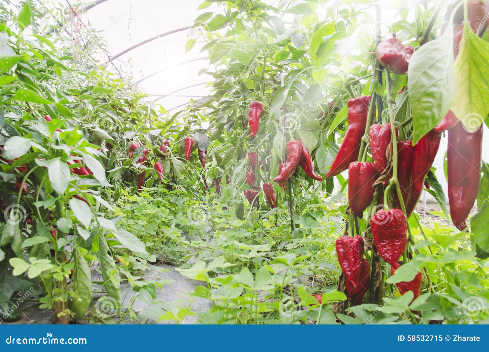 Greenhouse stock image. Image of business, organic, food - 58532715