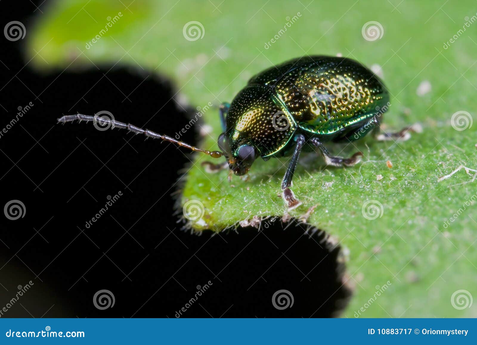 A Greenish Reflective Beetle Stock Image - Image of insect, wing: 10883717