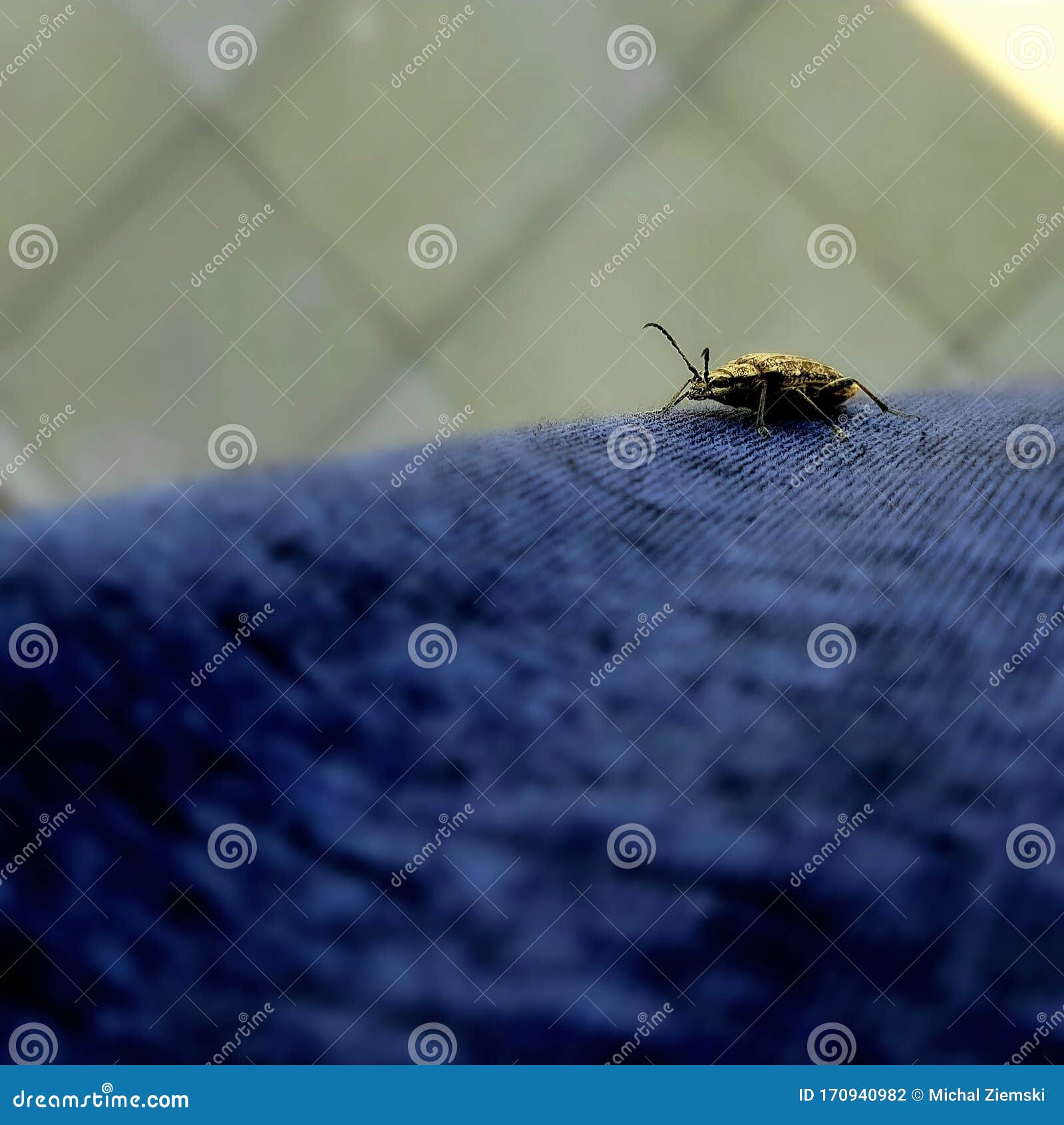 Greenish True Bug Isolated, Poland Stock Photo - Image of poland ...