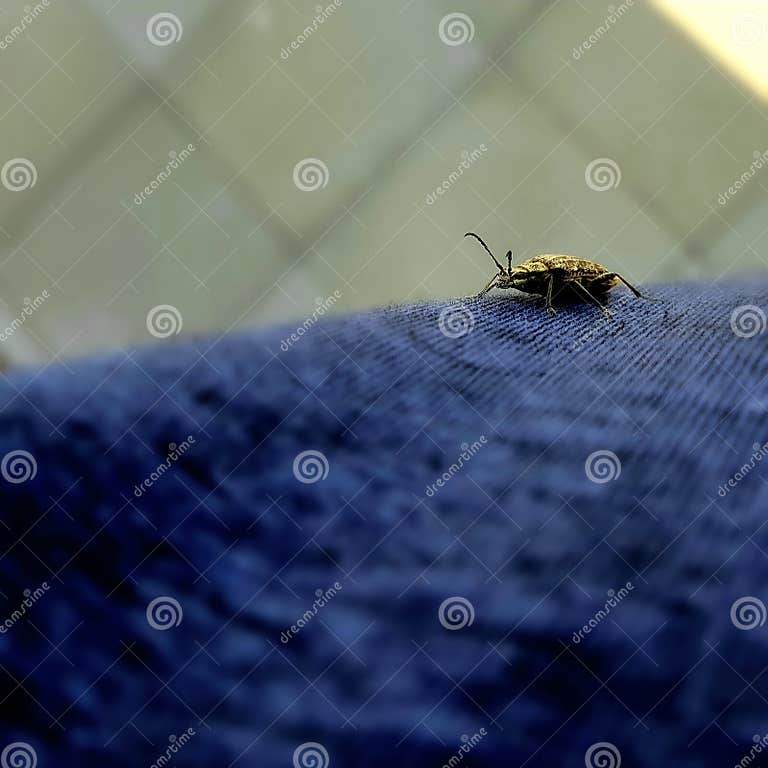 Greenish True Bug Isolated, Poland Stock Photo - Image of poland ...