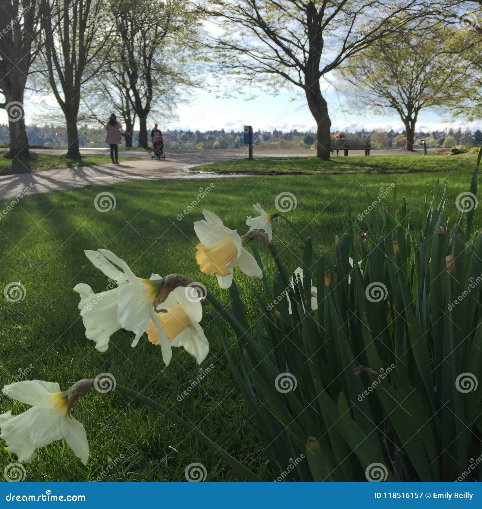 Greenlake Seattle Spring stock image. Image of greenlake - 118516157