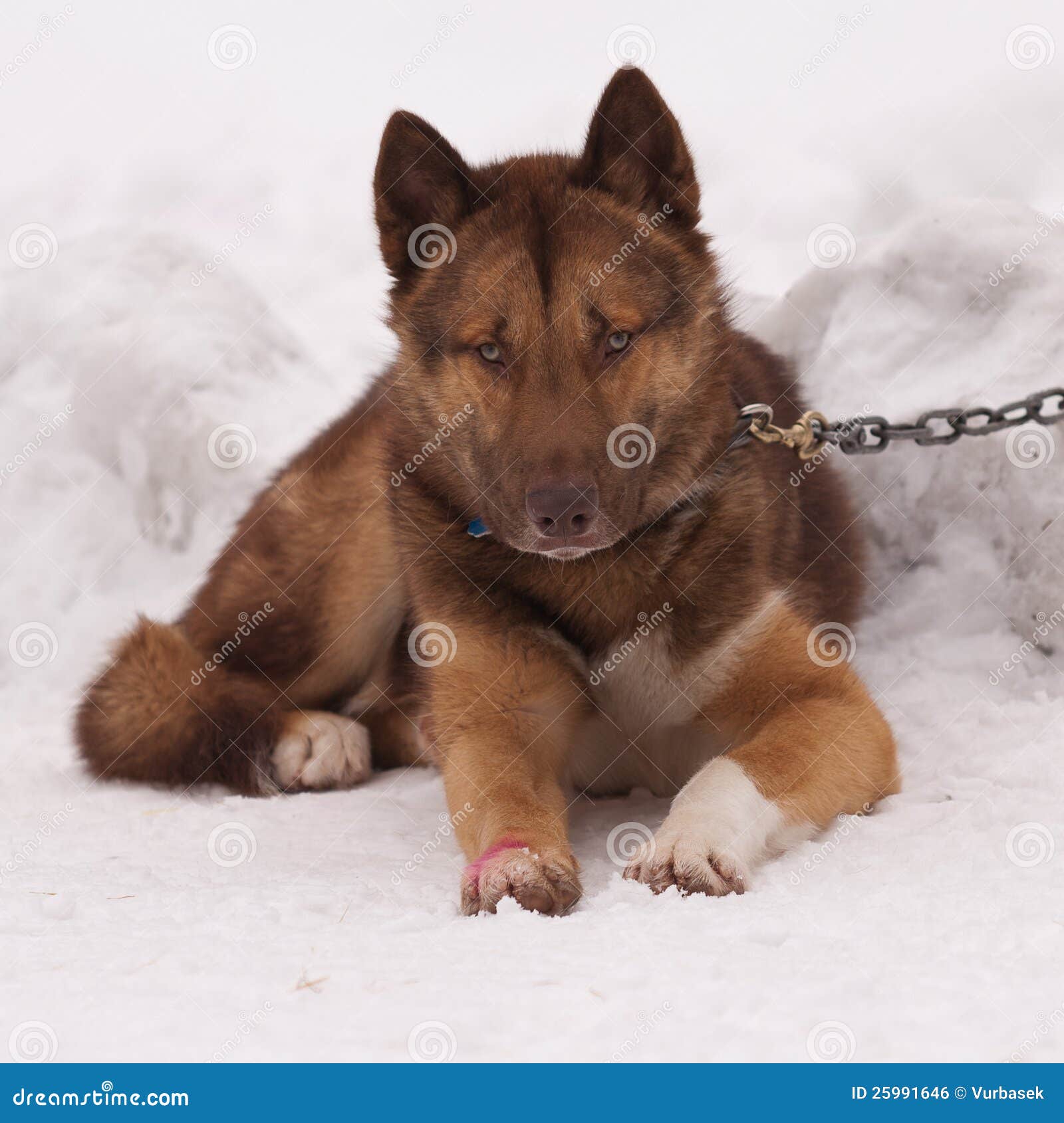 Greenland sledge dog stock photo. Image of sight, profile - 25991646