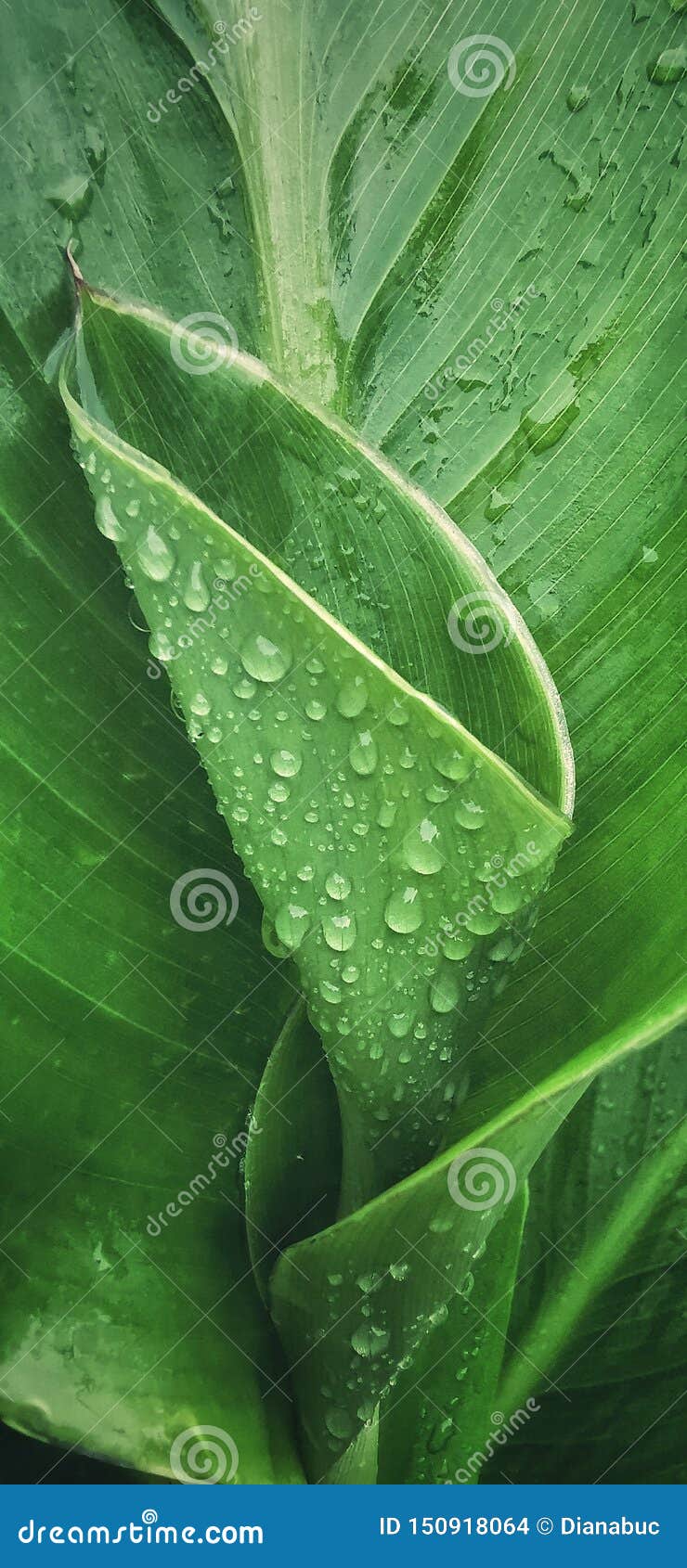 Greenleaf abstract stock photo. Image of leaf, drop - 150918064