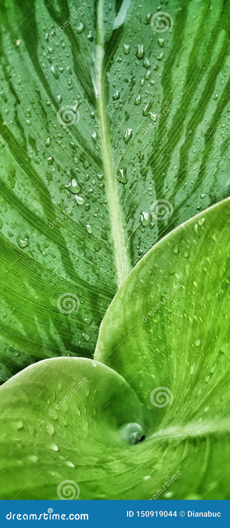 Greenleaf abstract stock photo. Image of afterrain, drop - 150919044