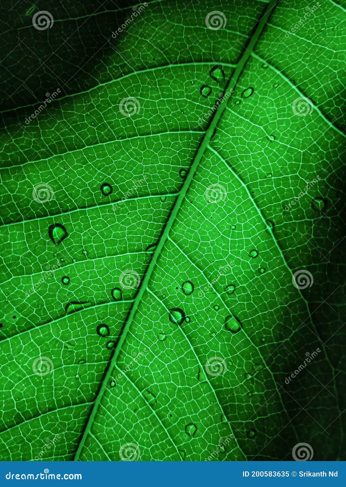 Greenleaf light effect stock image. Image of sunlight - 200583635