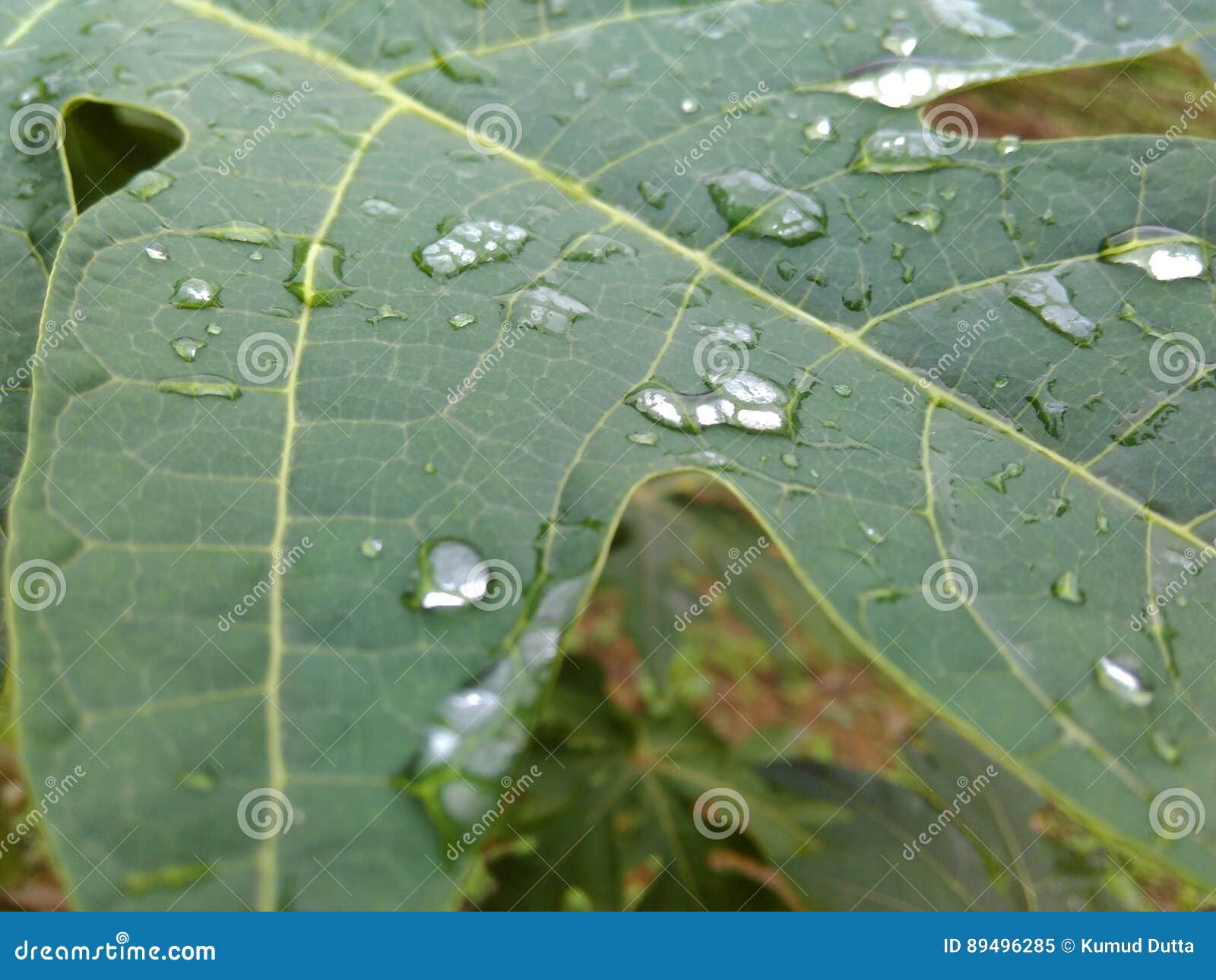 Greenleaf stock image. Image of nature, greenleaf, natural - 89496285