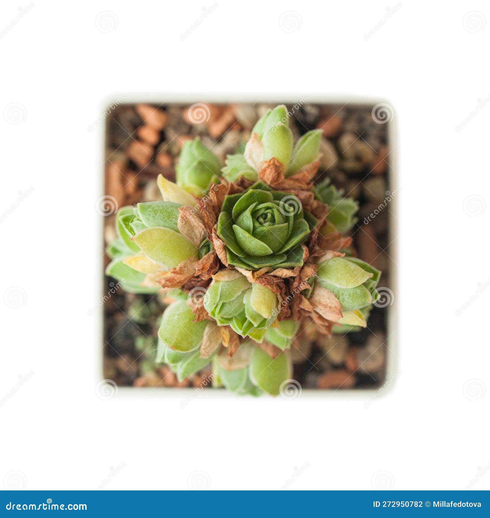 Plant Cluster Succulent Cactus Garden Fresh Nature Green Border Stock ...