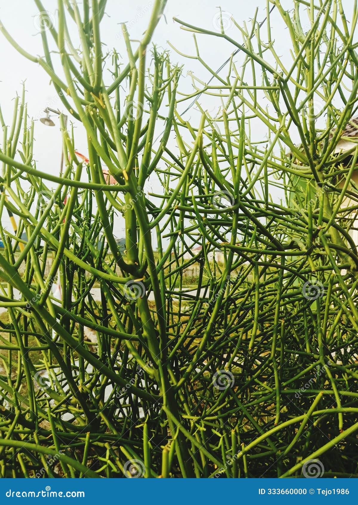 Greenpeace Flowers, Trees Gardens Stock Photo - Image of flowers, trees ...