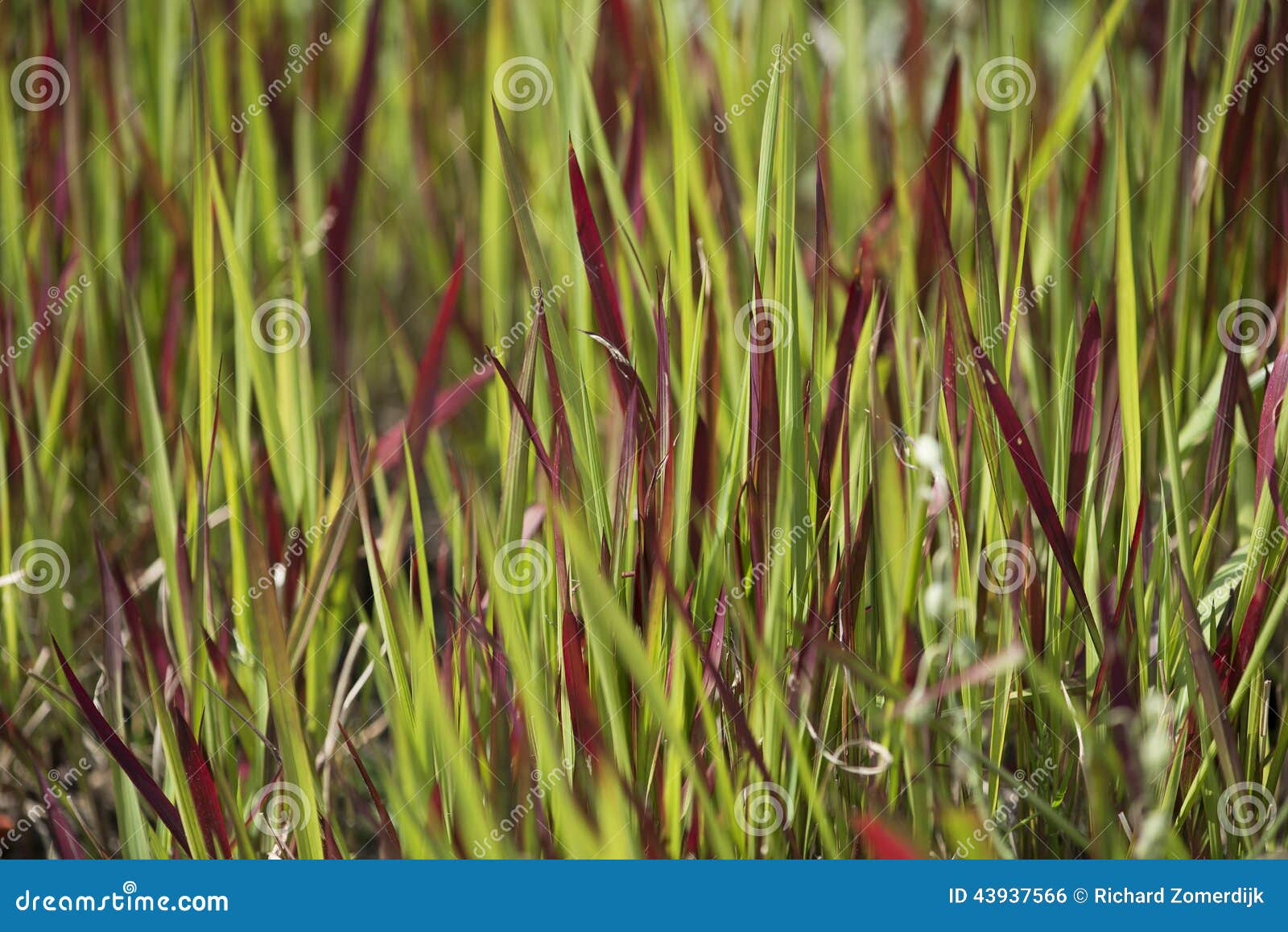 GreenRed stock photo. Image of green, natuur, netherlands - 43937566