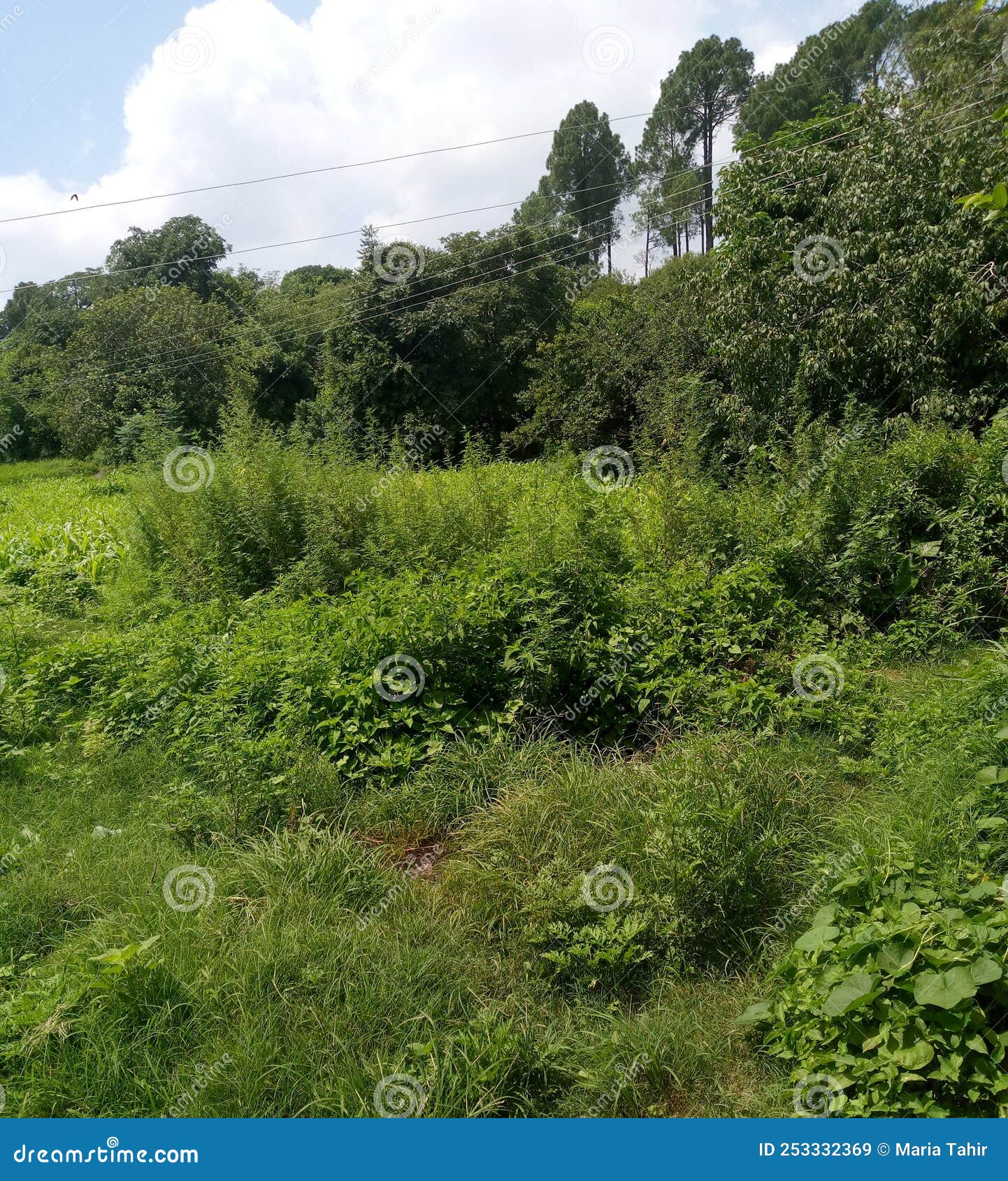 Greenry stock image. Image of hill, shrub, grass, trees - 253332369